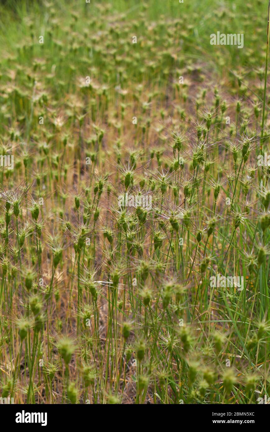 Neglecta plants hi-res stock photography and images - Alamy