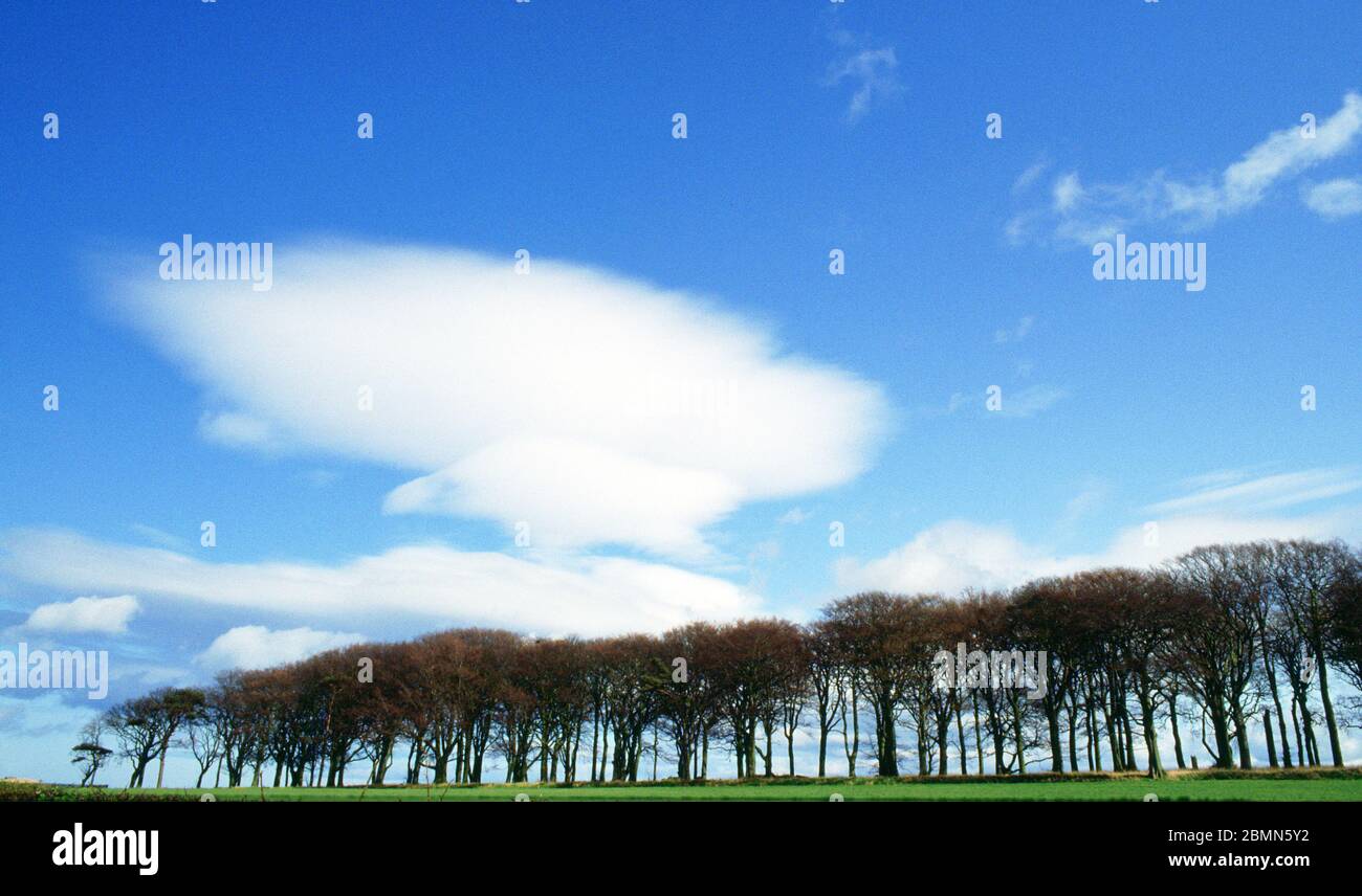 A stand of beech trees encloses the view south at Alnwick Castle Stock ...