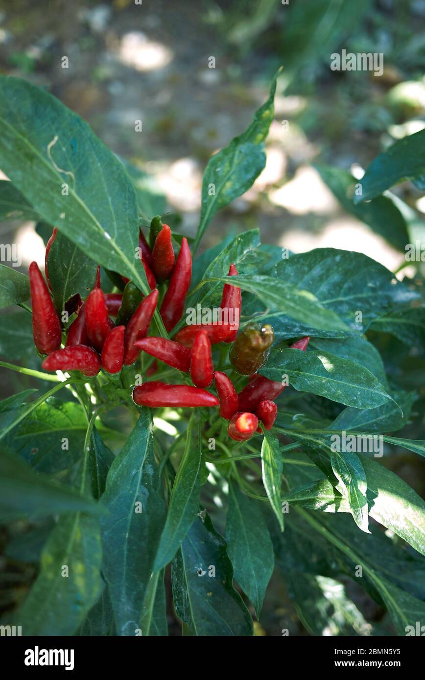 Capsicum annuum plant hi-res stock photography and images - Alamy