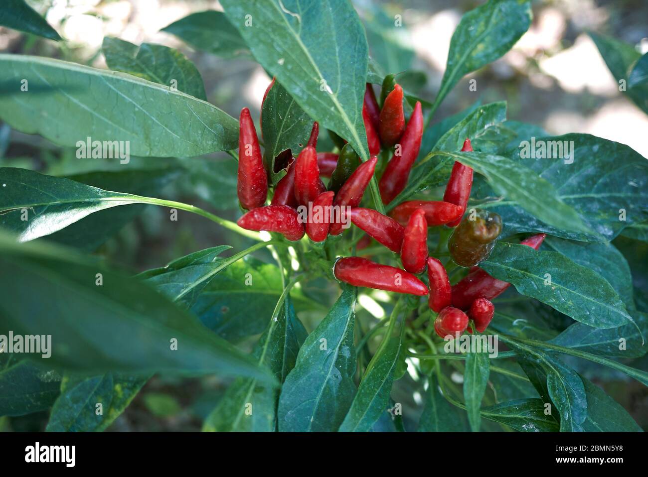 Capsicum bloom hi-res stock photography and images - Alamy