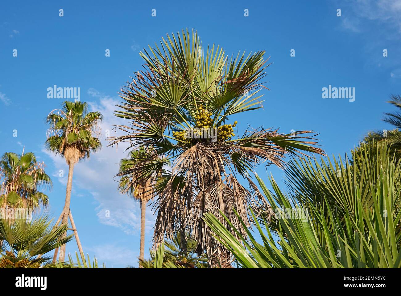 Clumping palm hi-res stock photography and images - Alamy