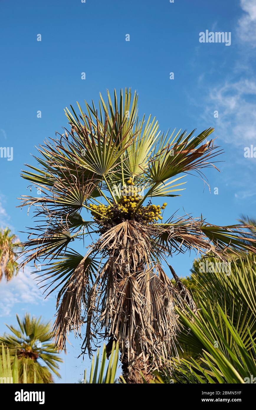 Chamaerops humilis palms hi-res stock photography and images - Alamy