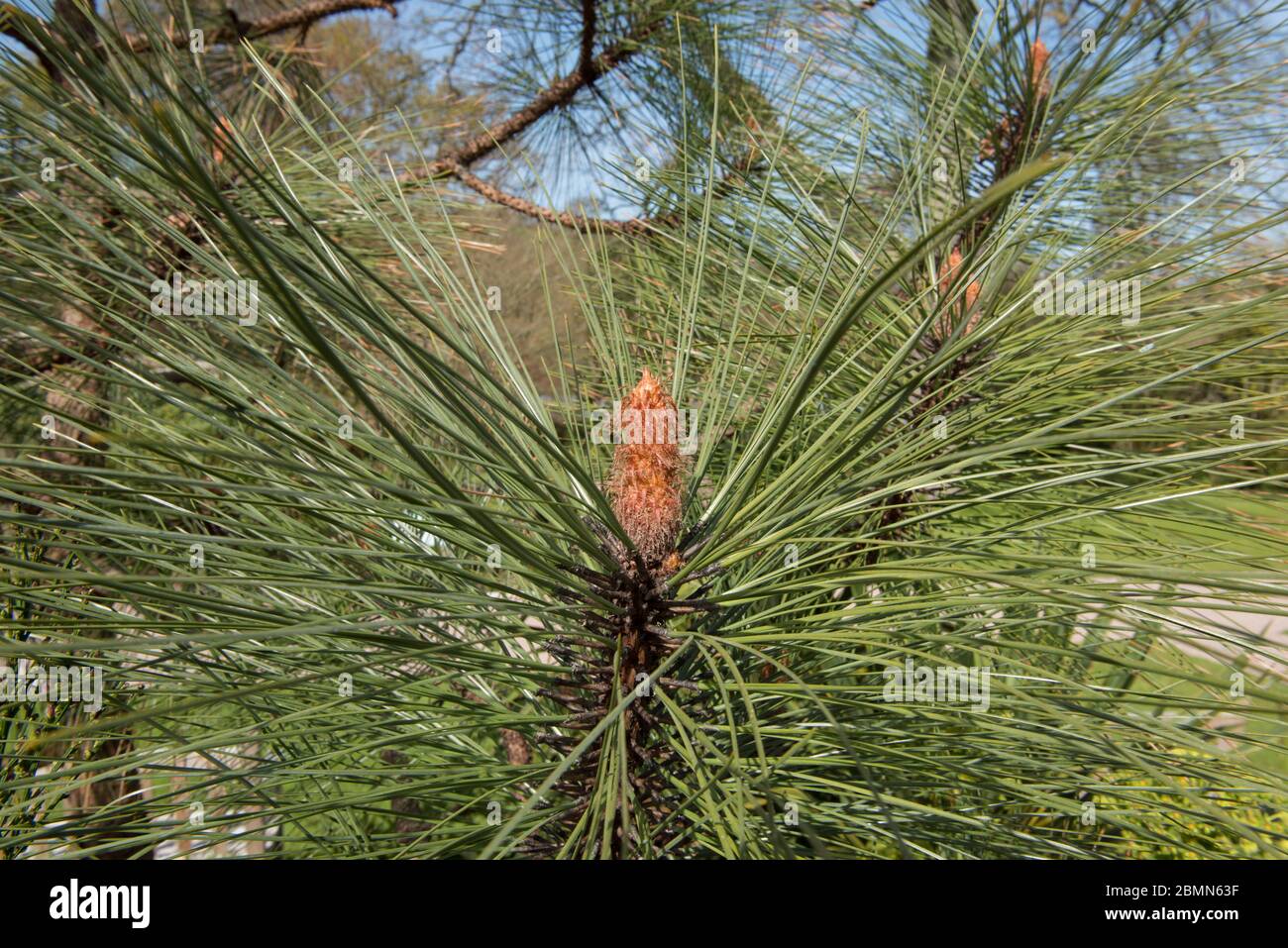 Apache Pine Tree (Pinus engelmannii) in a Woodland Landscape in Rural ...