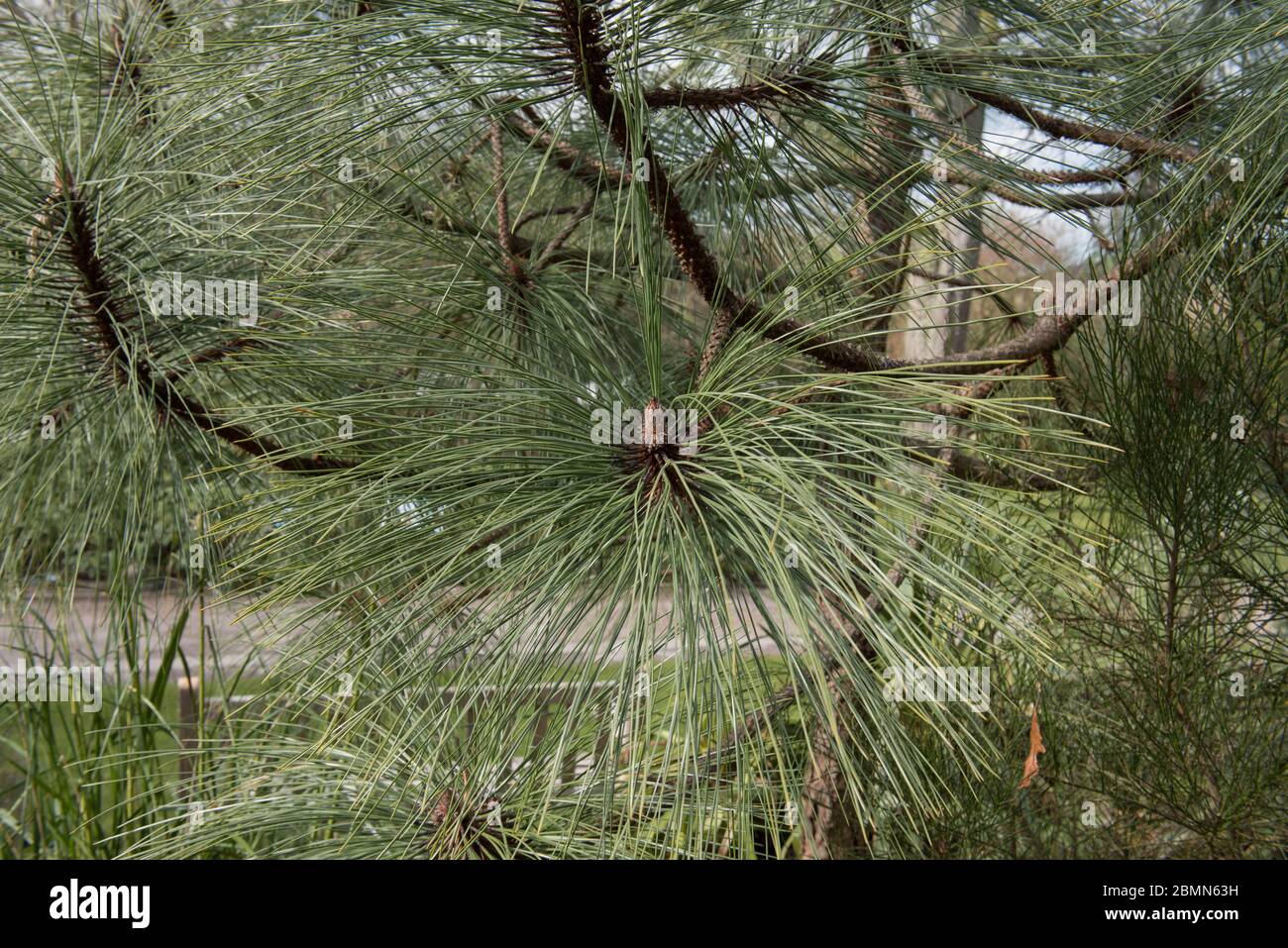 Apache Pine Tree (Pinus engelmannii) in a Woodland Landscape in Rural ...