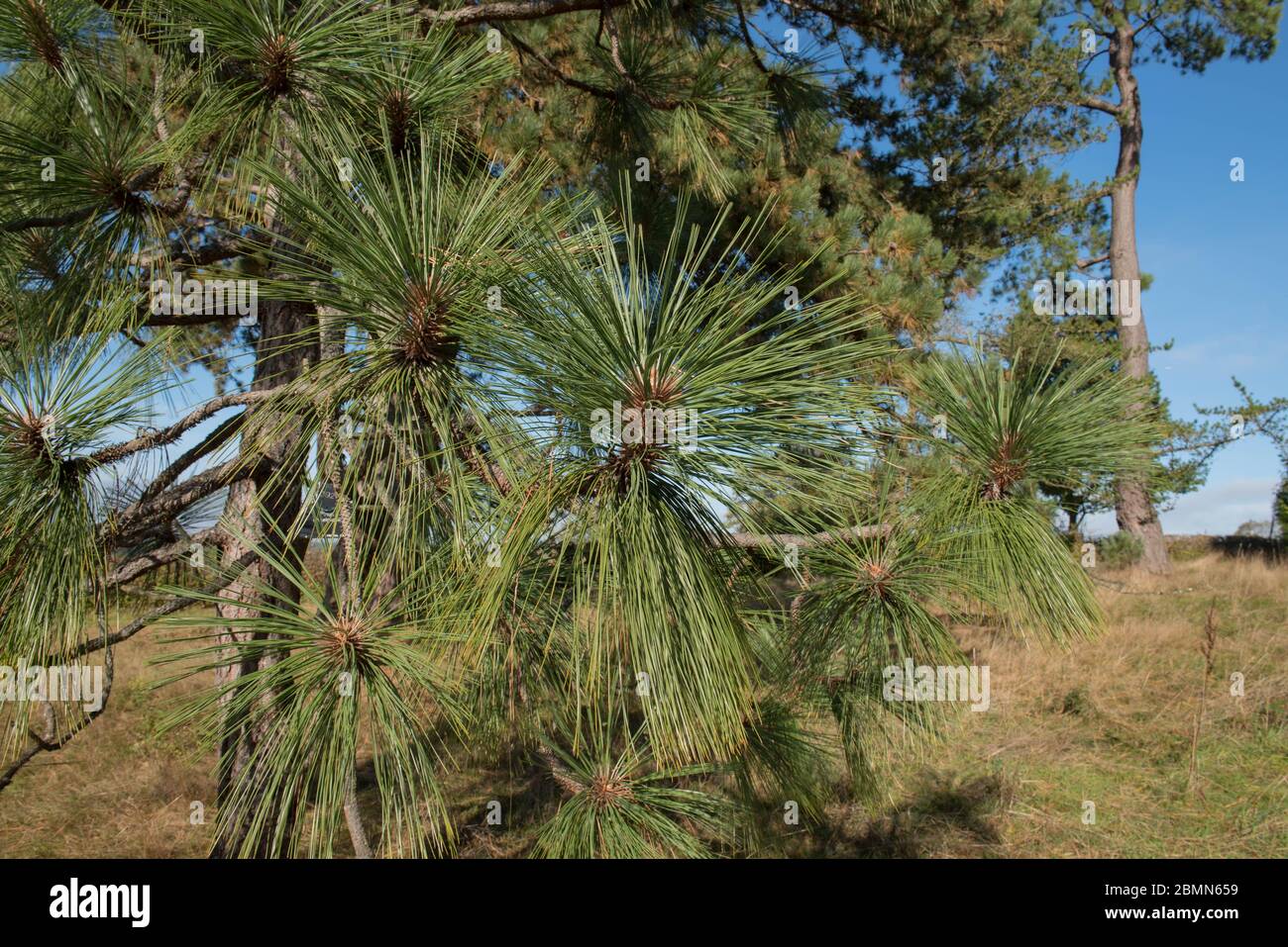 Apache Pine Tree (Pinus engelmannii) in a Woodland Landscape in Rural ...