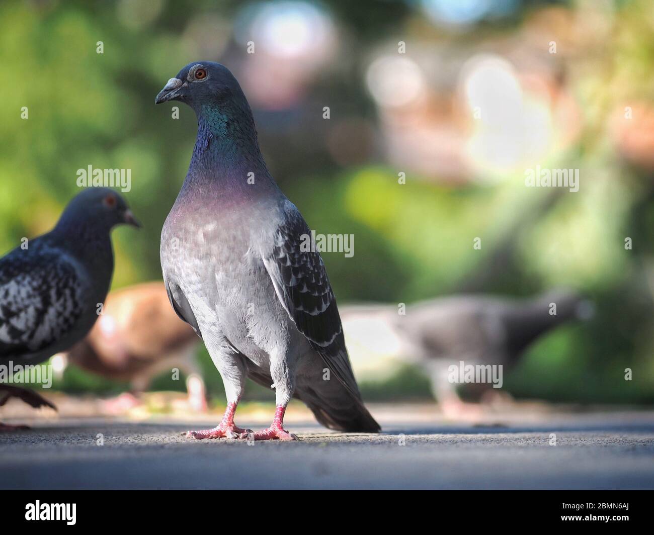 A forage for pigeons hi-res stock photography and images - Alamy