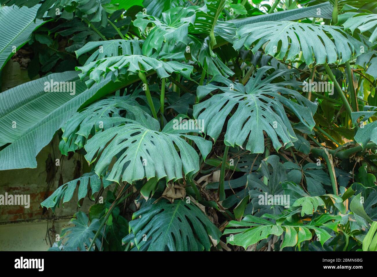 Monstera Deliciosa – Indoor creeper