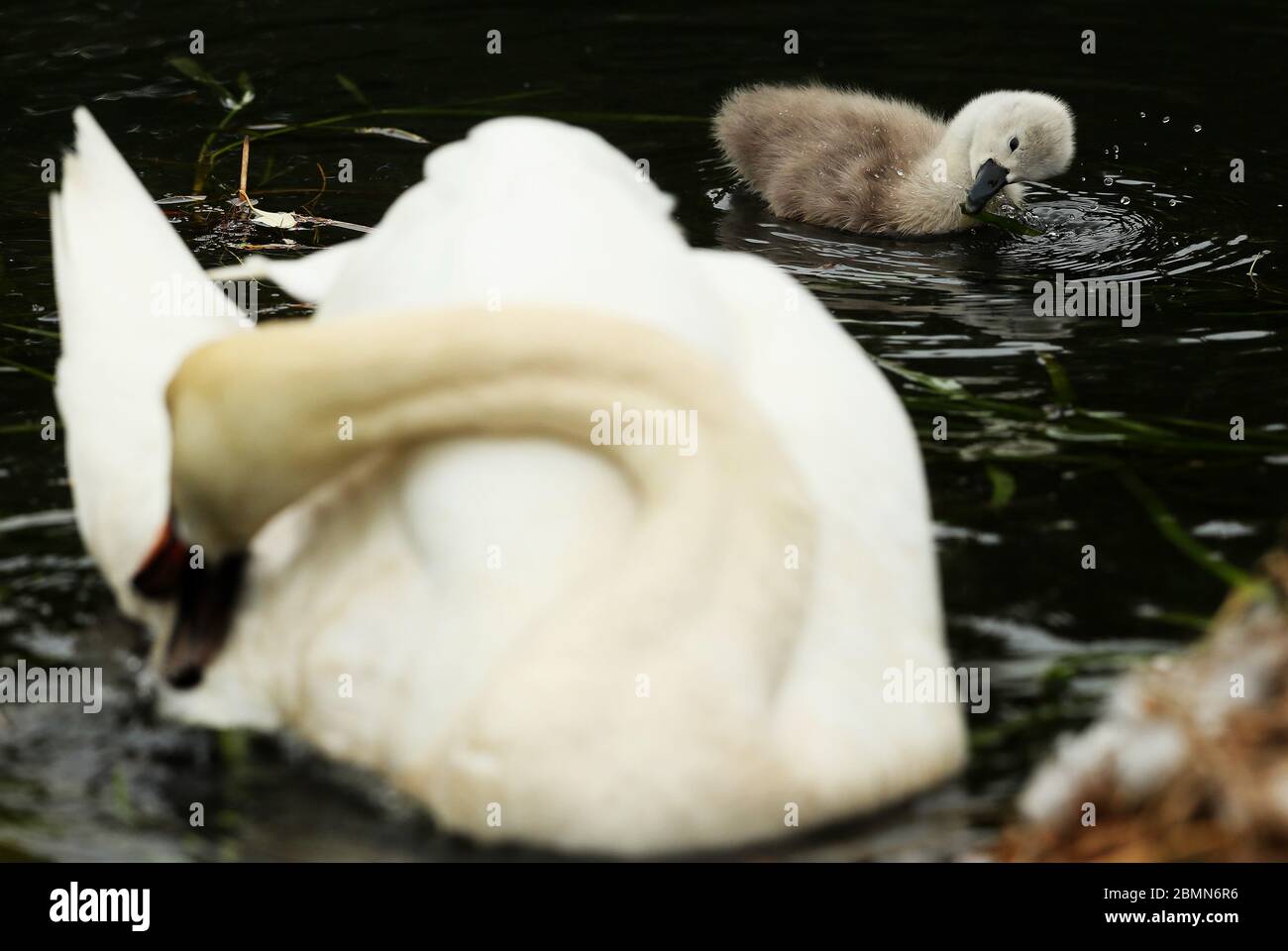 Cygnet in hi-res stock photography and images - Alamy