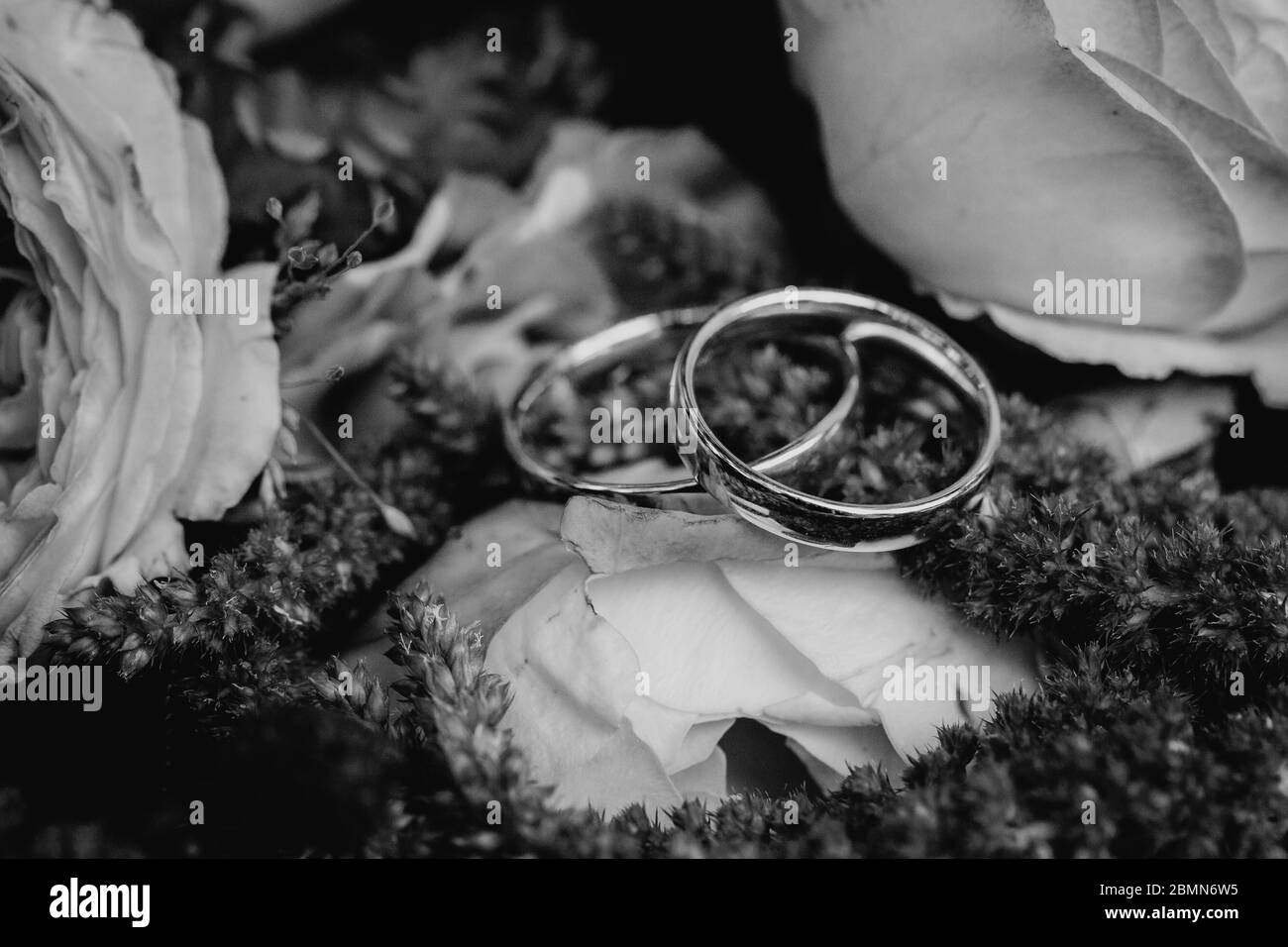 wedding rings close up Stock Photo - Alamy