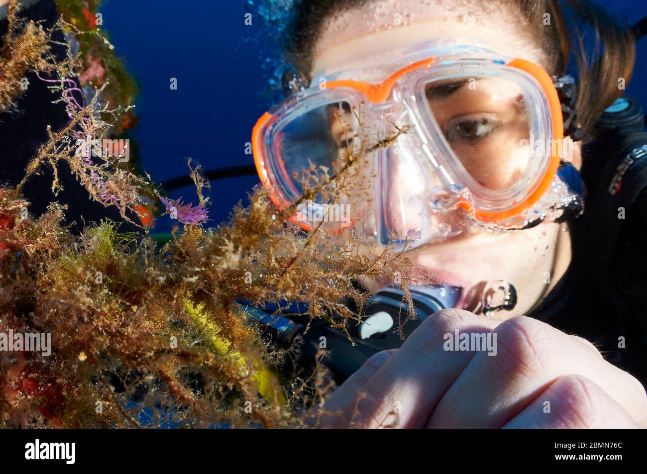 Underwater view of a female scuba diver looking at a Flabellina affinis ...