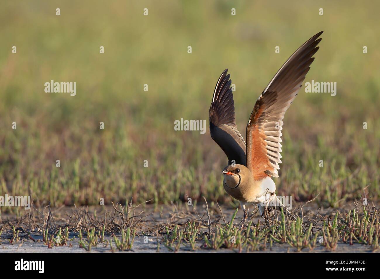 Eastern pratincole hi-res stock photography and images - Alamy