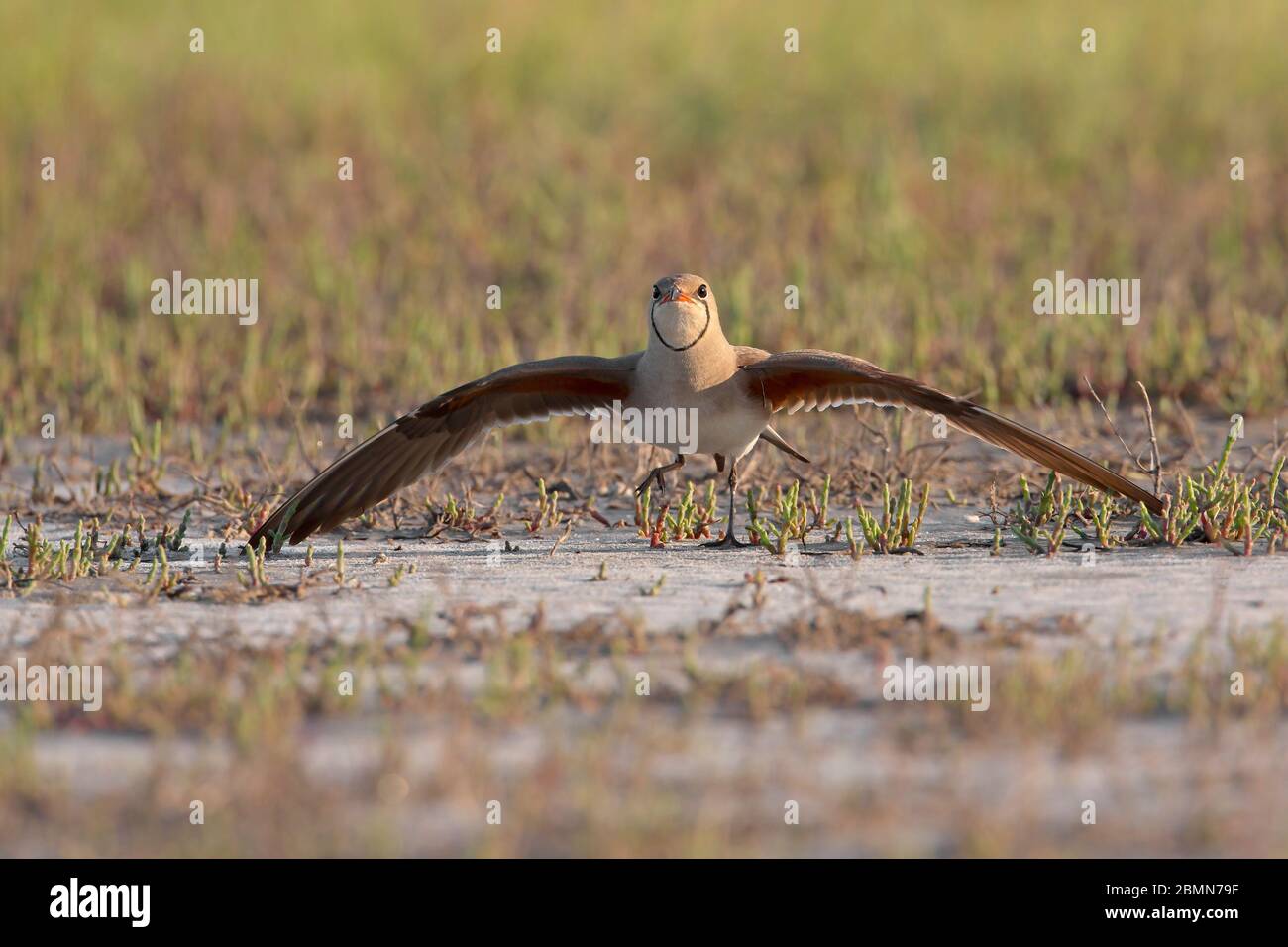 Eastern pratincole hi-res stock photography and images - Alamy