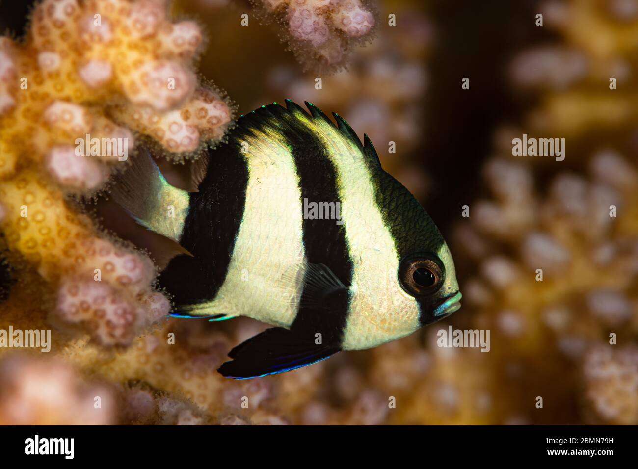 Black White Damselfish High Resolution Stock Photography and Images - Alamy