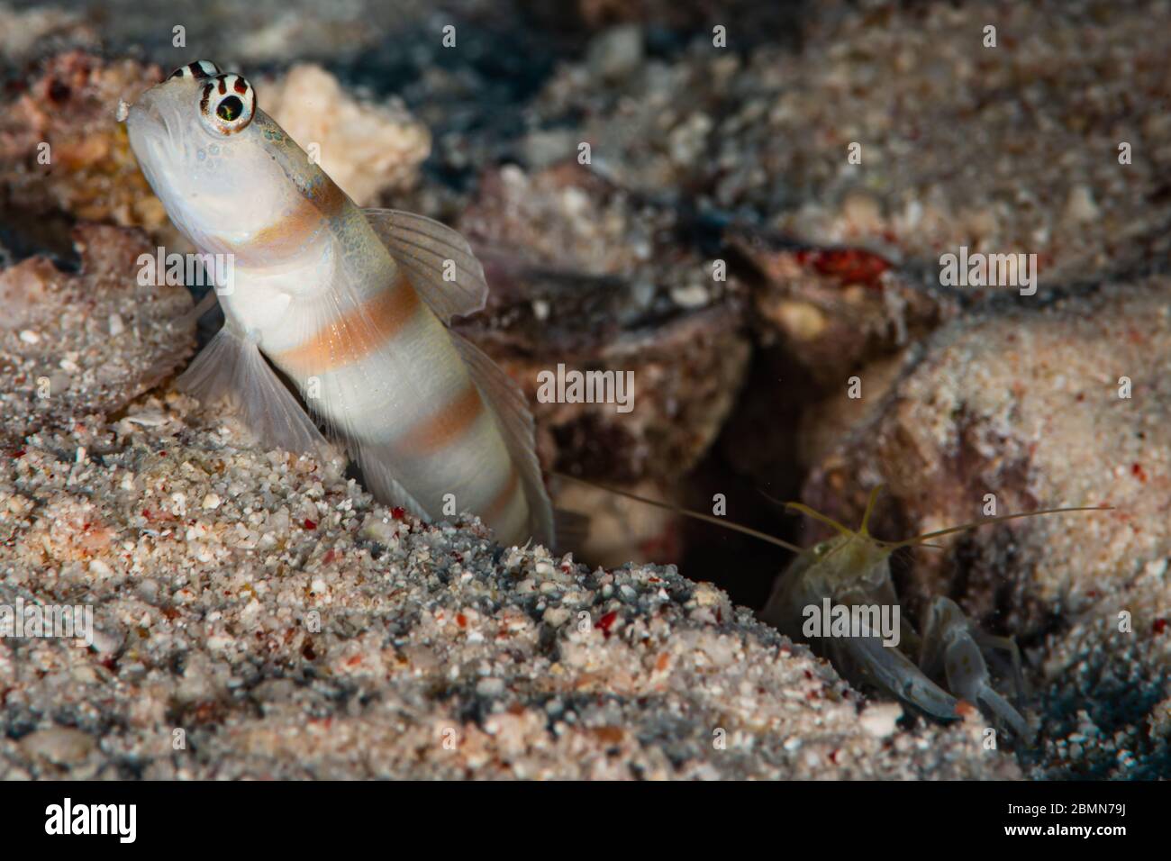 Ogasawara hi-res stock photography and images - Alamy