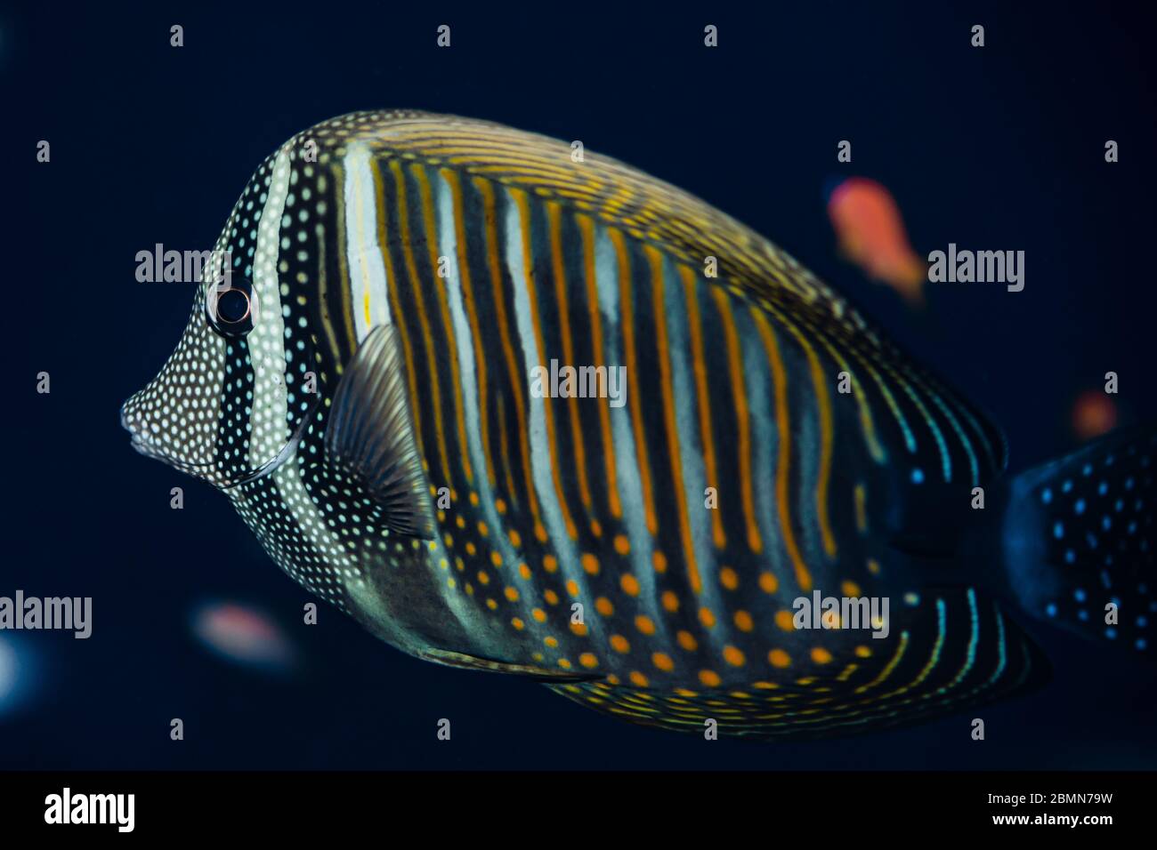 Spotted surgeonfish hi-res stock photography and images - Alamy