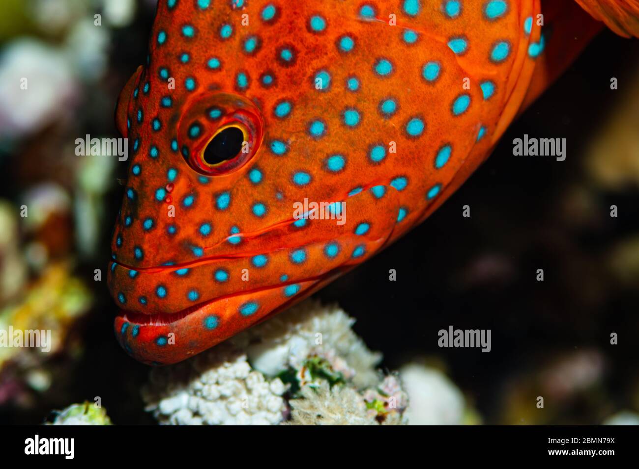 Blue spot grouper hi-res stock photography and images - Alamy