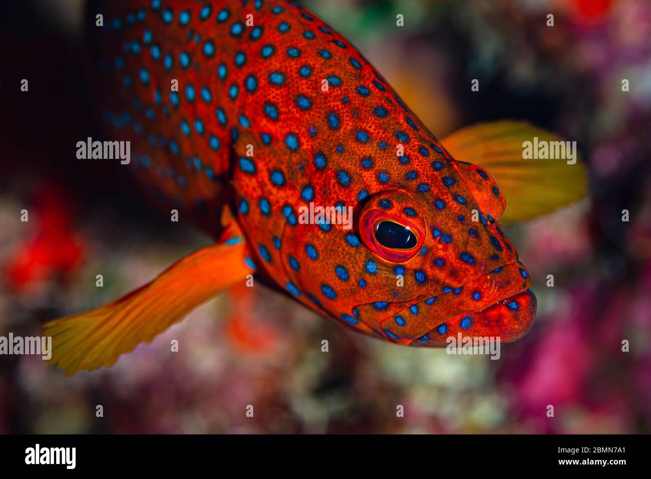 Blue spot grouper hi-res stock photography and images - Alamy