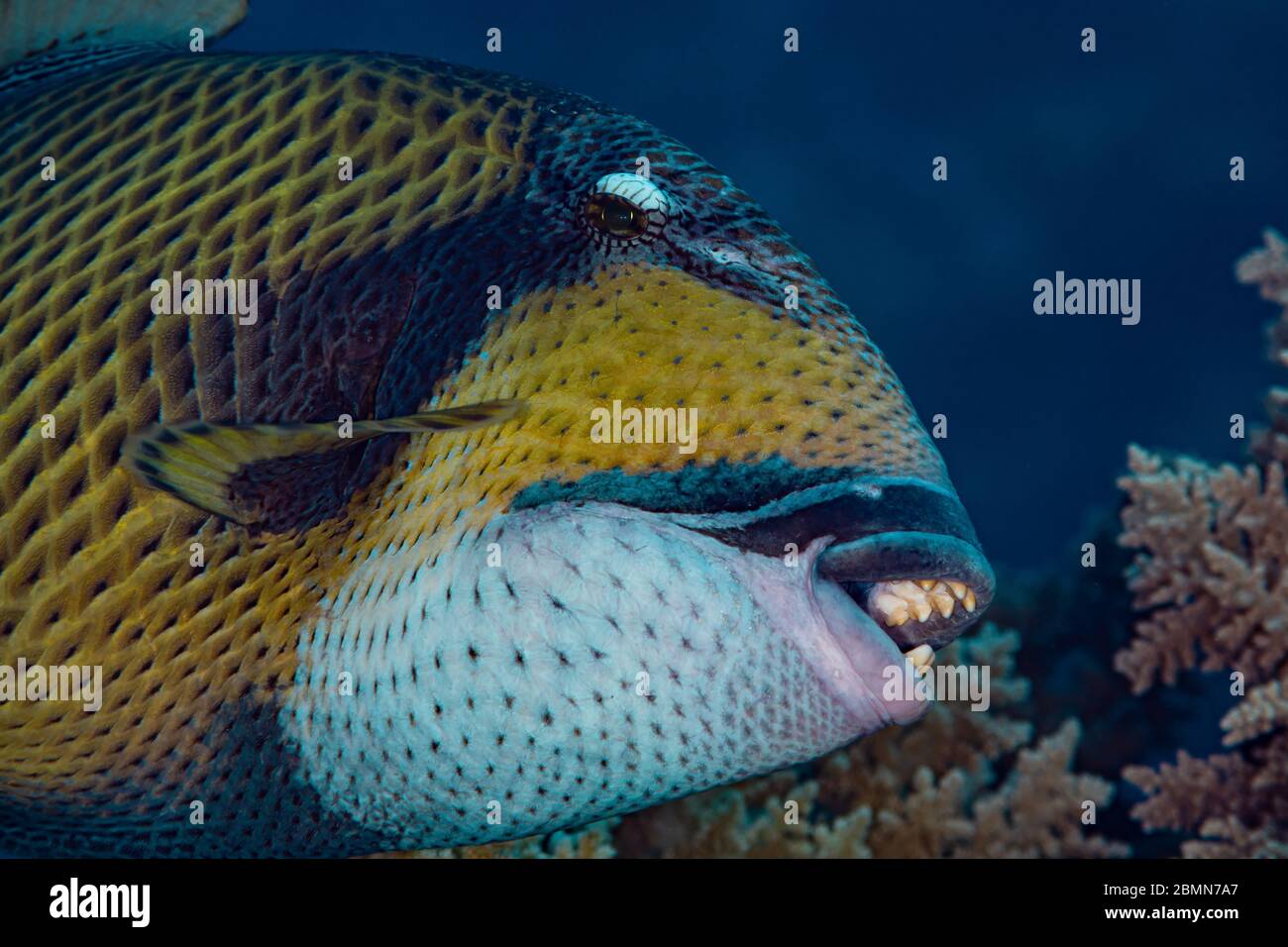 Titan triggerfish hi-res stock photography and images - Alamy