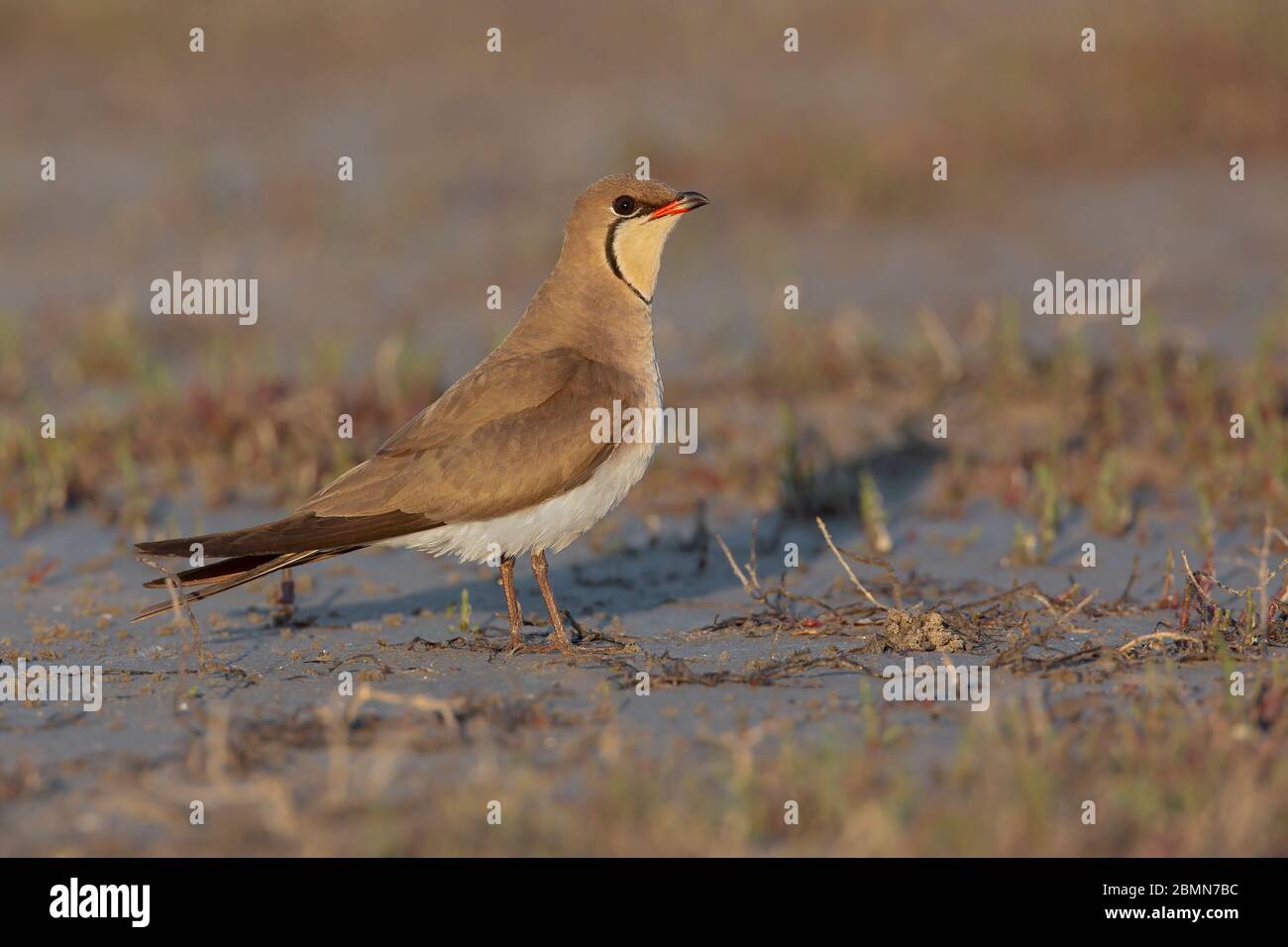 Eastern pratincole hi-res stock photography and images - Alamy