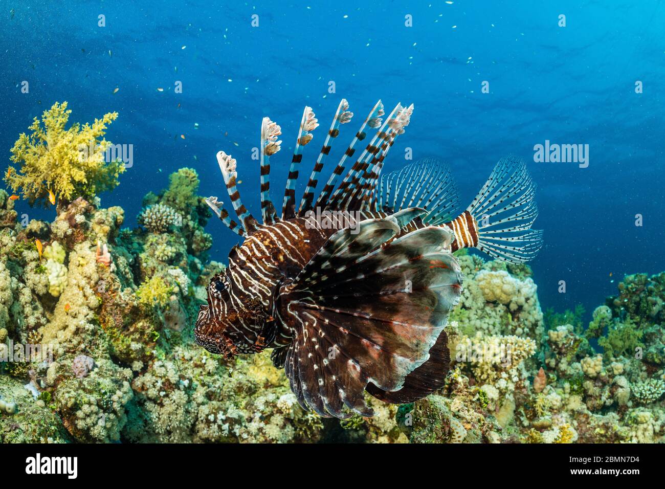 Red band fish hi-res stock photography and images - Alamy