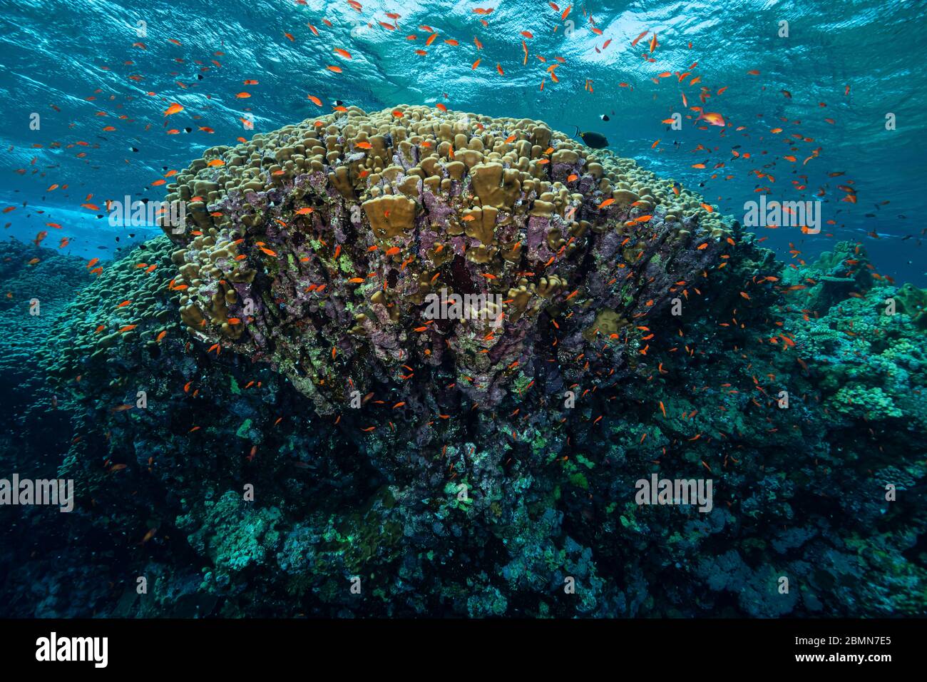 Coral structure hi-res stock photography and images - Alamy