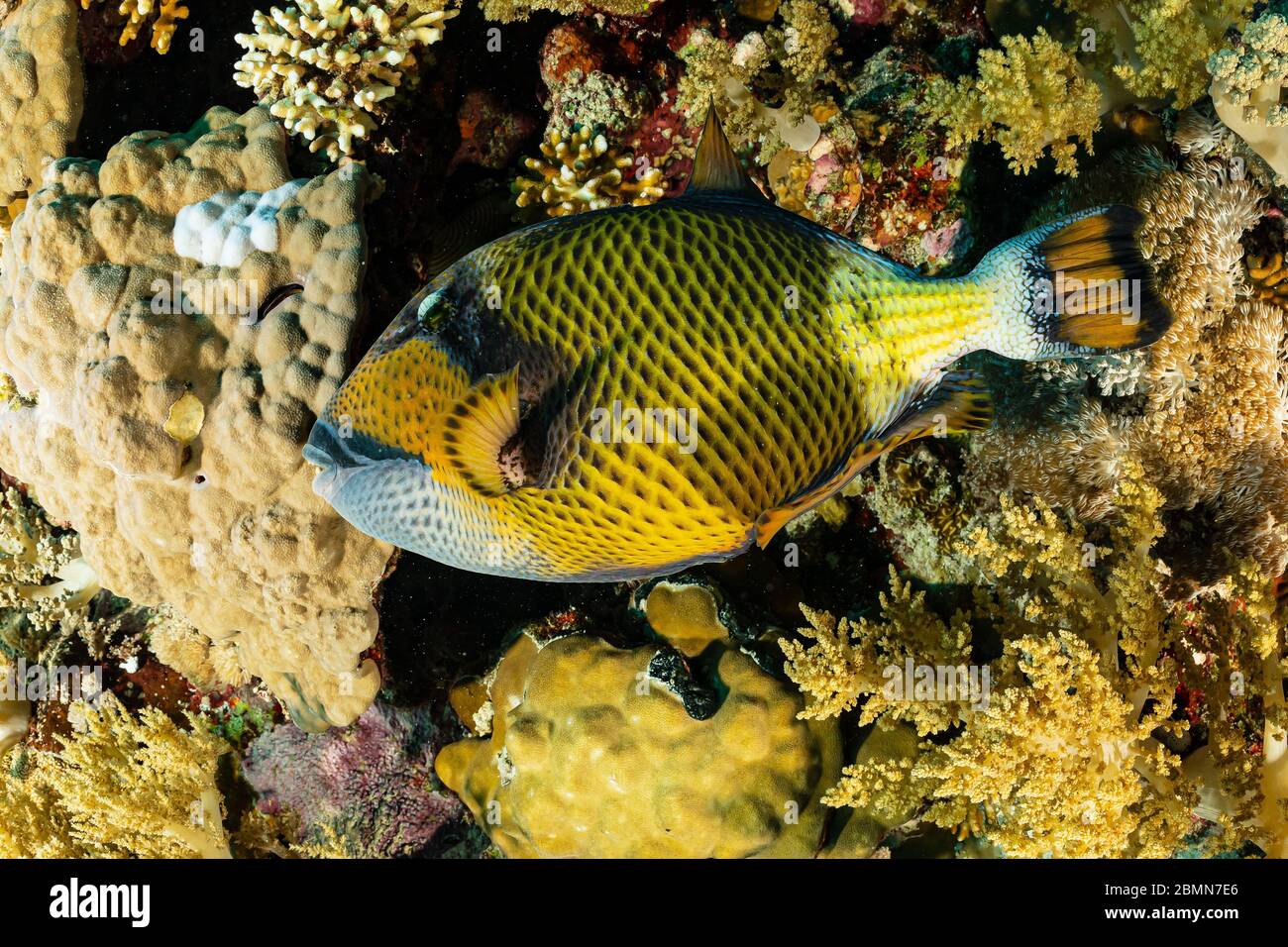 Large triggerfish hi-res stock photography and images - Alamy