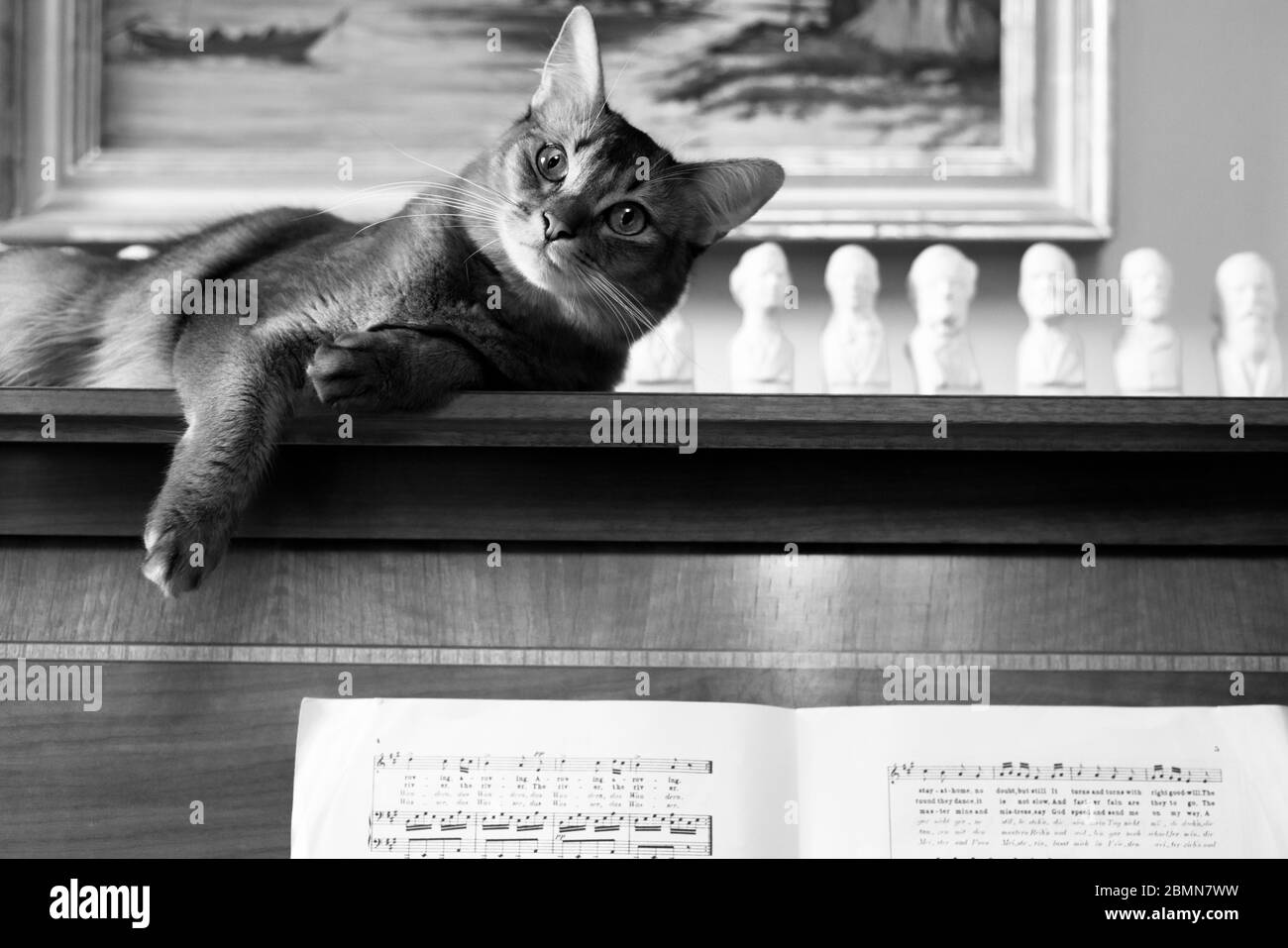 Cat lying down on Black and White Stock Photos & Images - Alamy