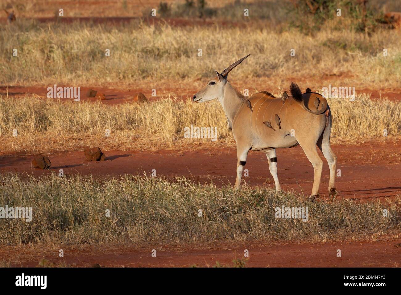 Cape eland hi-res stock photography and images - Alamy