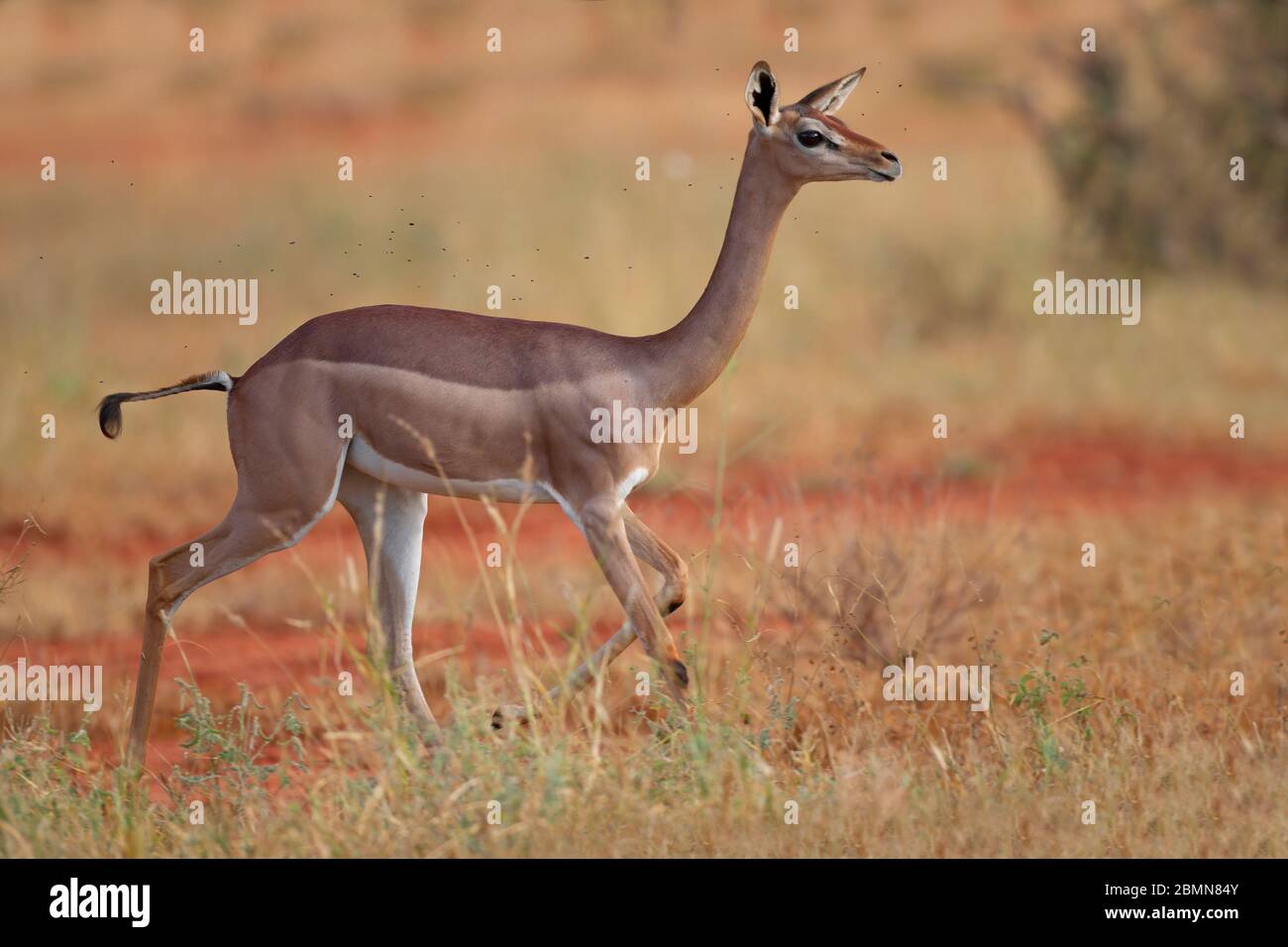 Mammals fo africa hi-res stock photography and images - Alamy