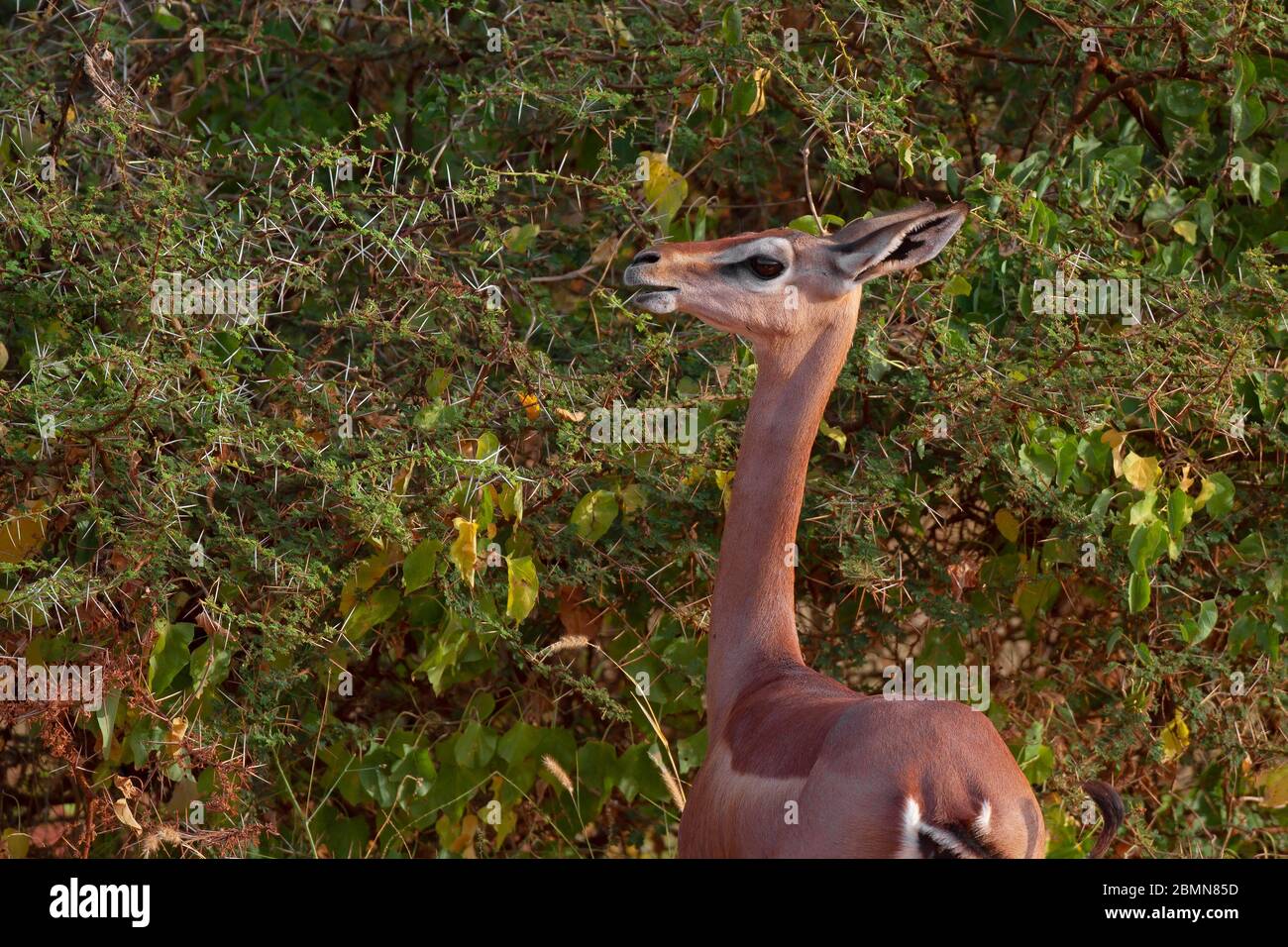 Mammals fo africa hi-res stock photography and images - Alamy