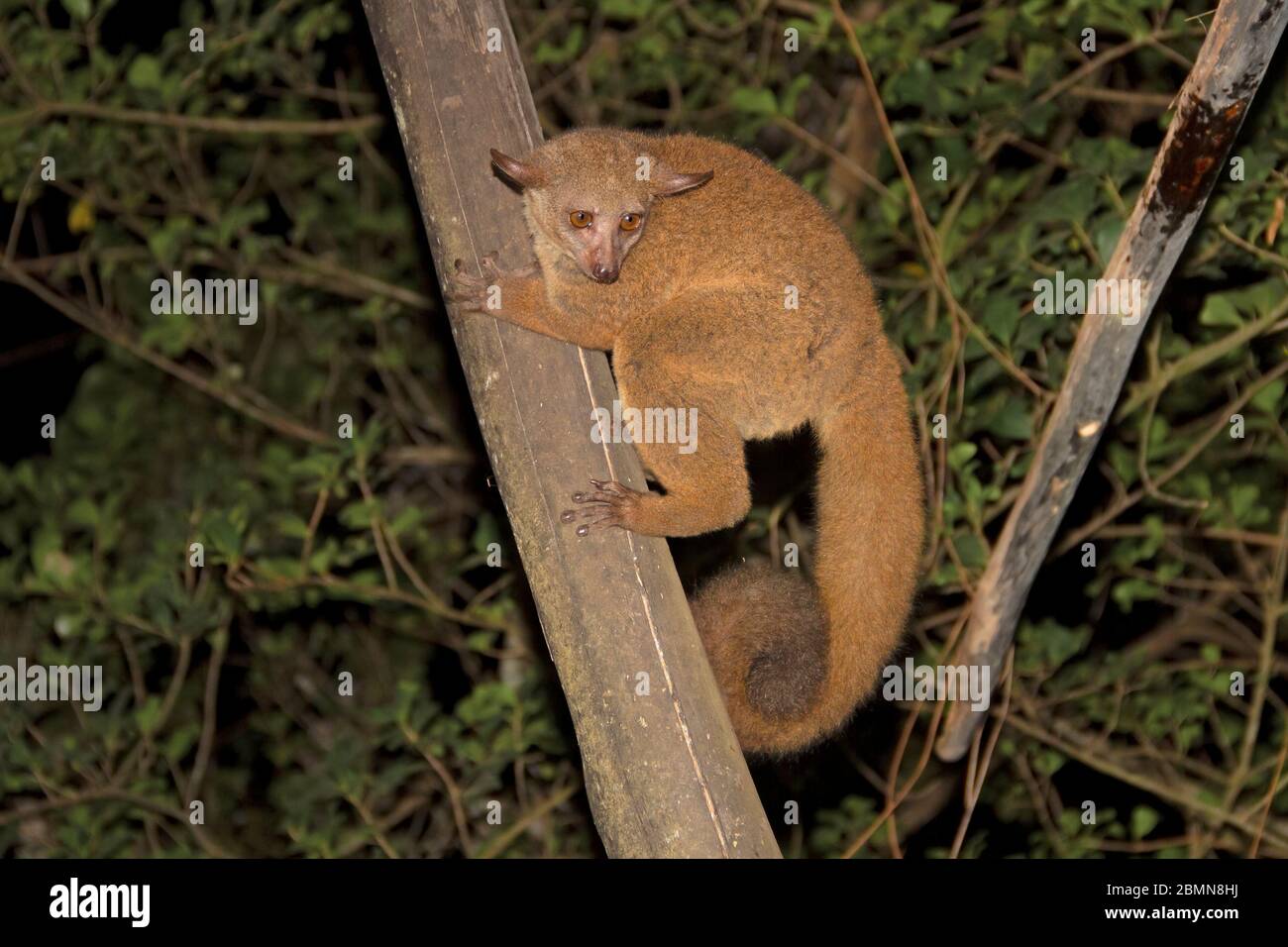 Brown Greater Galago Stock Photo - Alamy