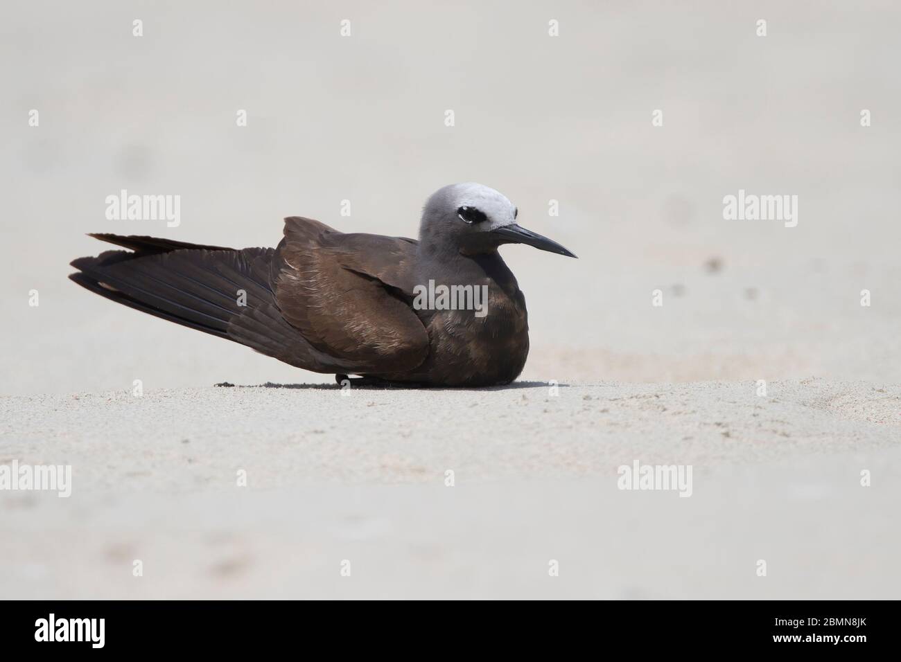 Lesser noddy hi-res stock photography and images - Alamy