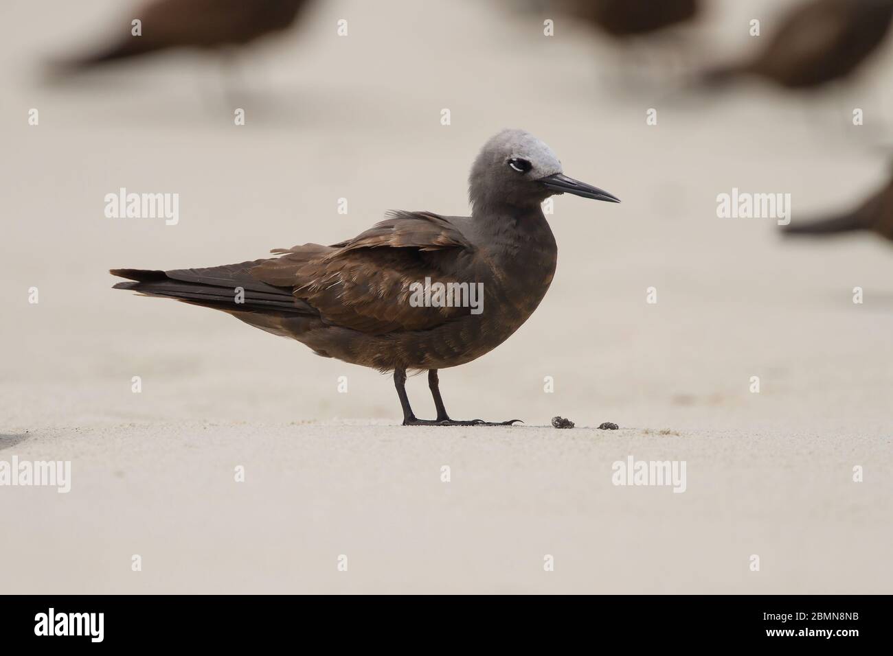 Lesser noddy hi-res stock photography and images - Alamy