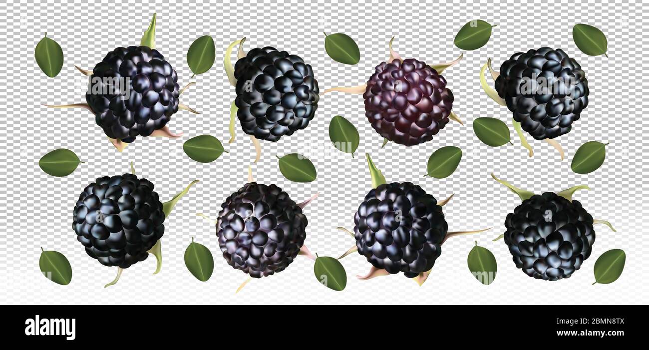 Set of black raspberry with leaves on transparent background. Fresh ...