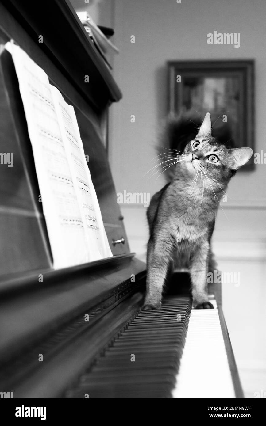 Cat pet fox Black and White Stock Photos & Images - Alamy