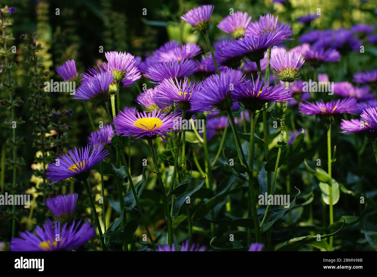 Lila lila blumen hi-res stock photography and images - Alamy