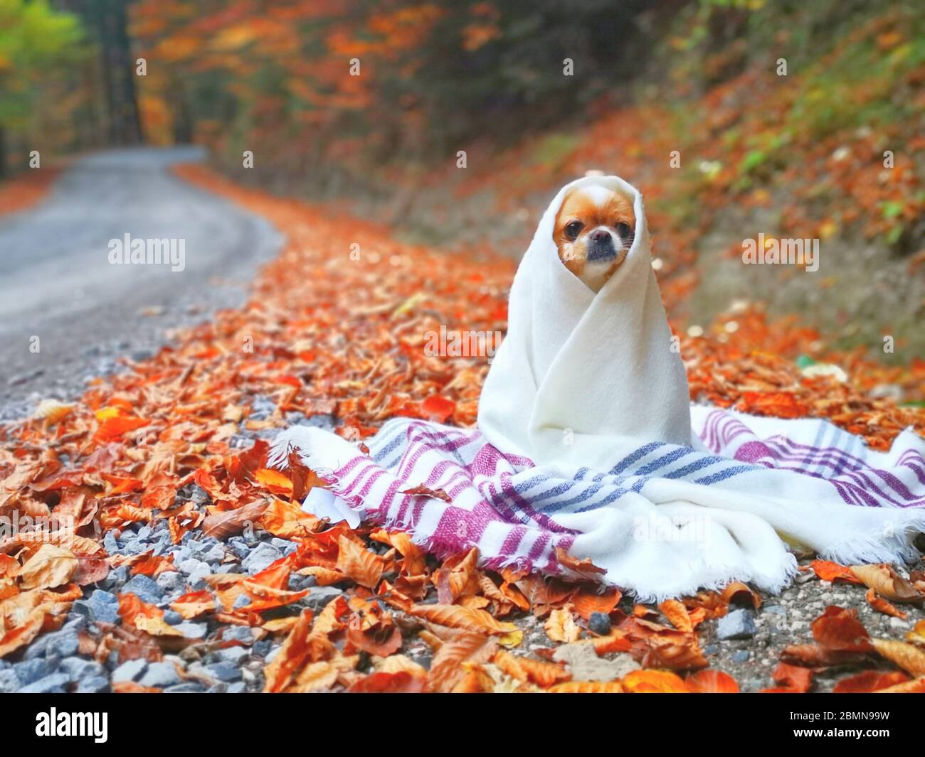 Leaves puppy cover hi-res stock photography and images - Alamy