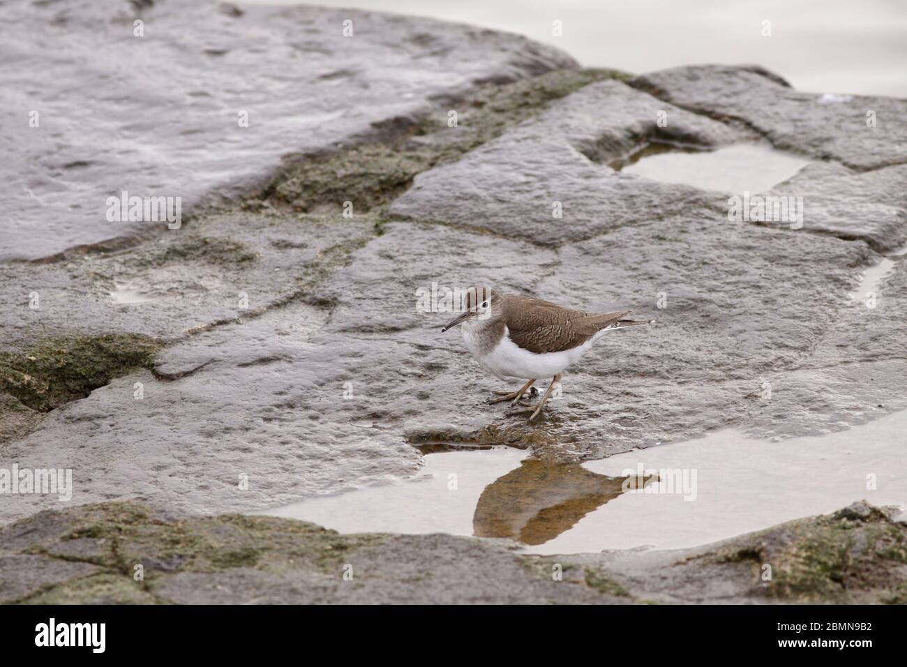 Green sandpiper white background hi-res stock photography and images ...