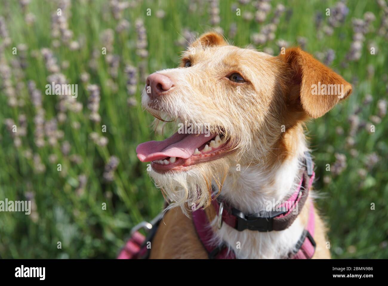 Haushund High Resolution Stock Photography and Images - Alamy