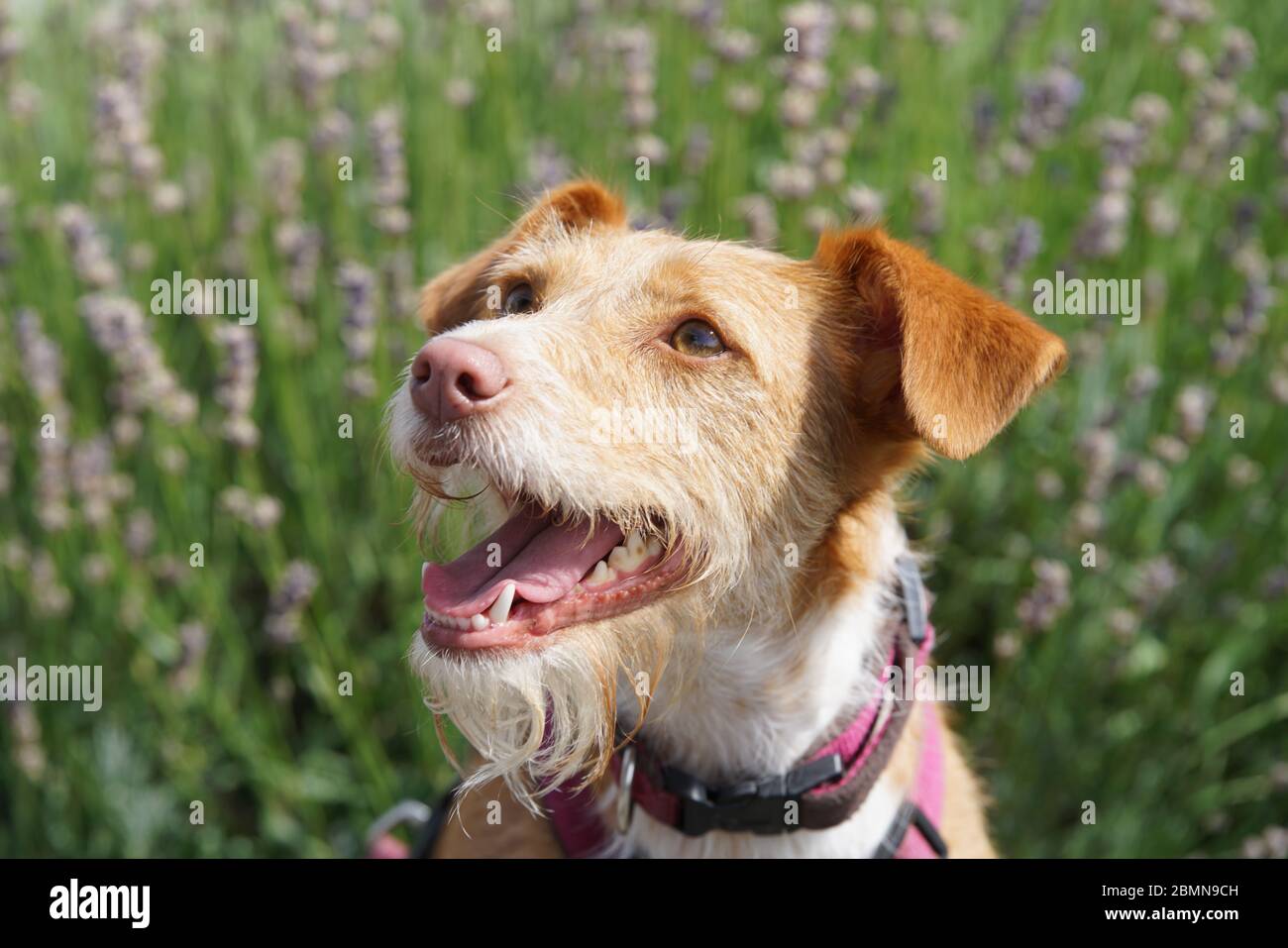Podenco Mix High Resolution Stock Photography and Images - Alamy