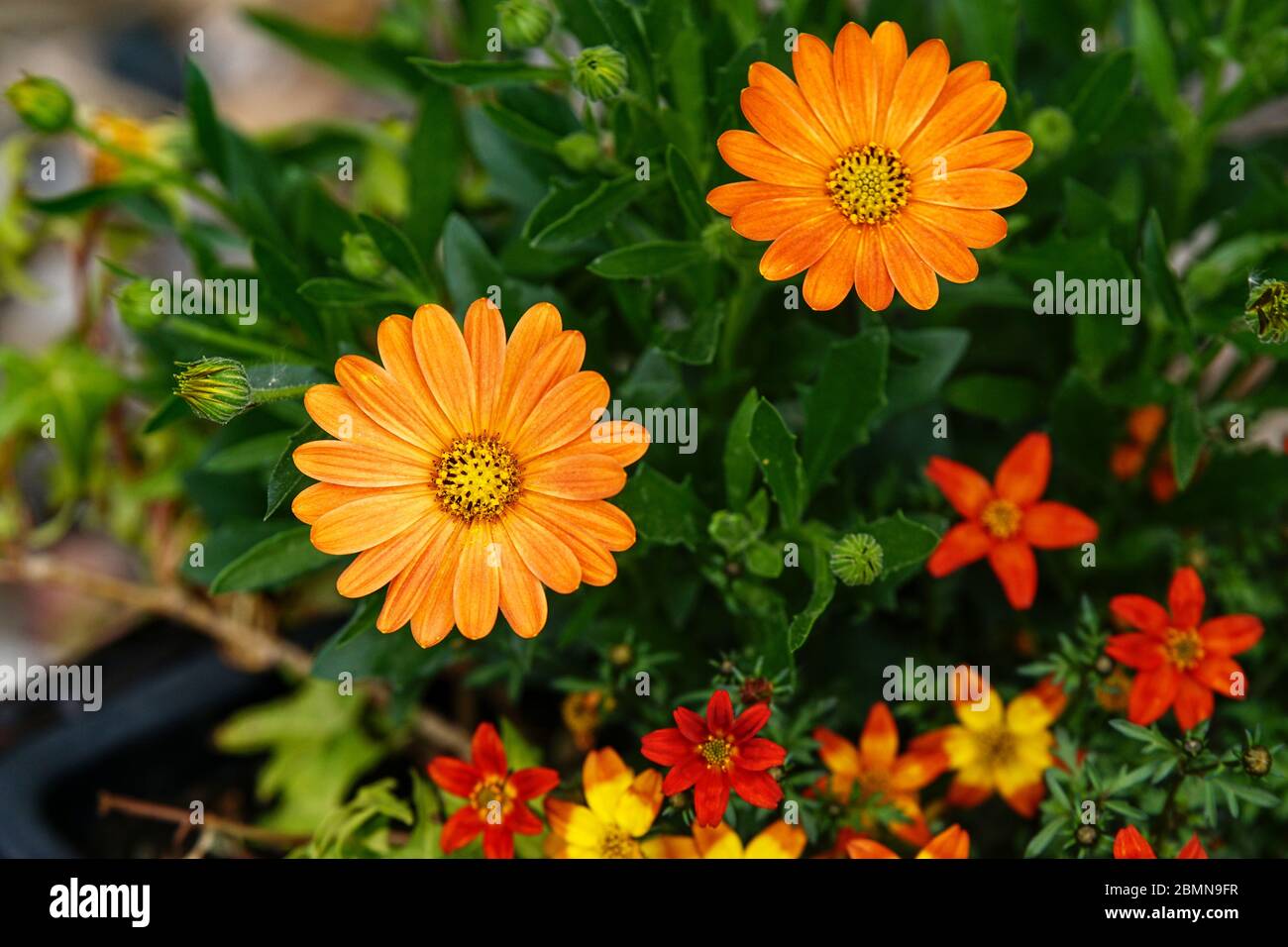 Margeriten hi-res stock photography and images - Alamy