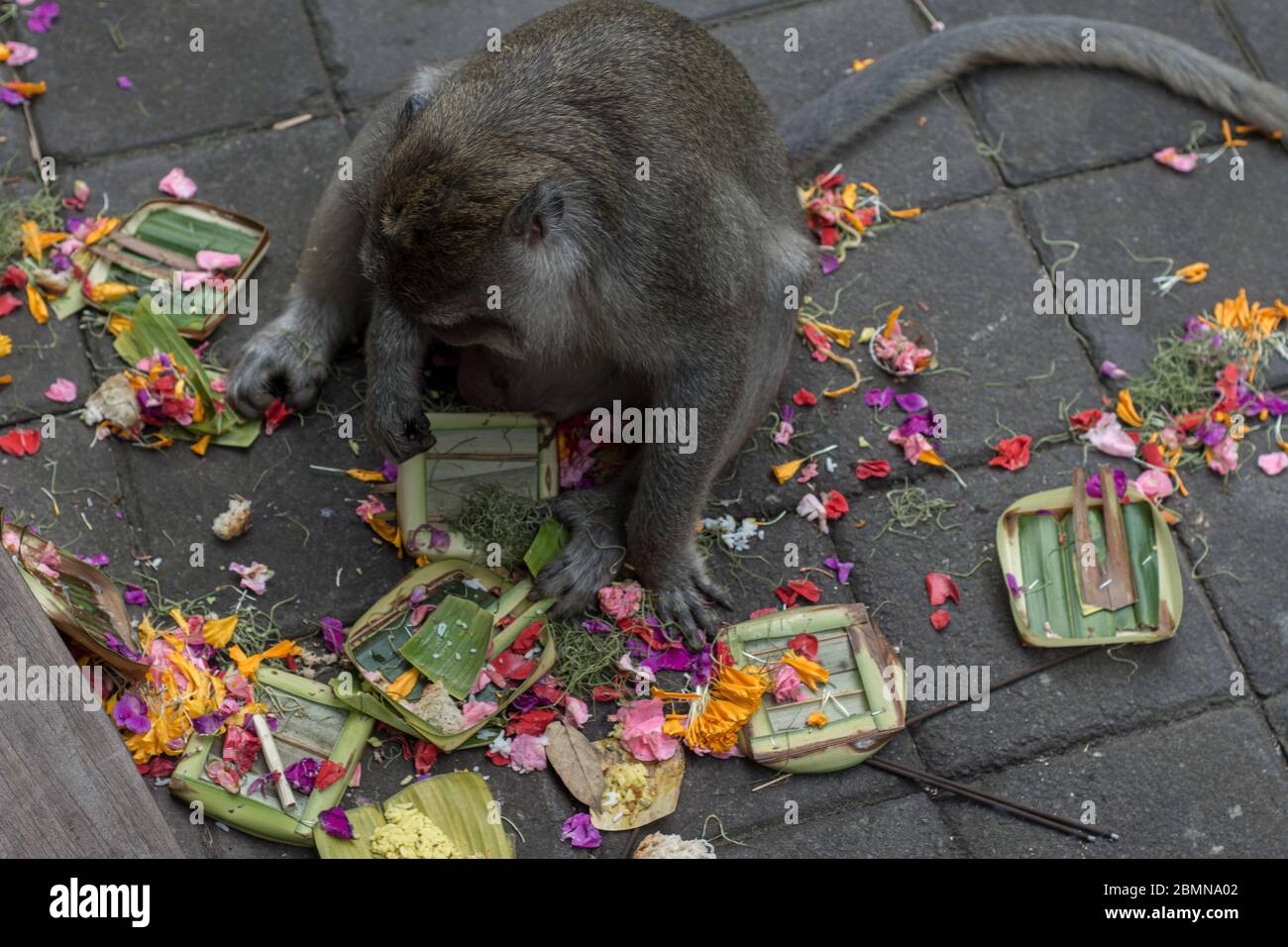 little monkeys around the street Stock Photo - Alamy