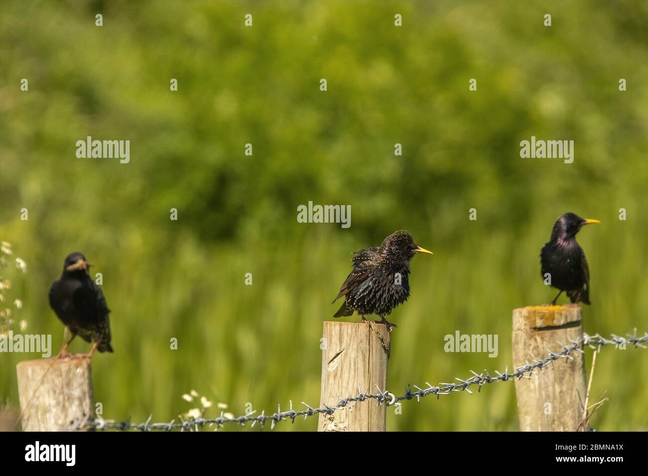 Sandscale hawes national nature reserve hi-res stock photography and ...