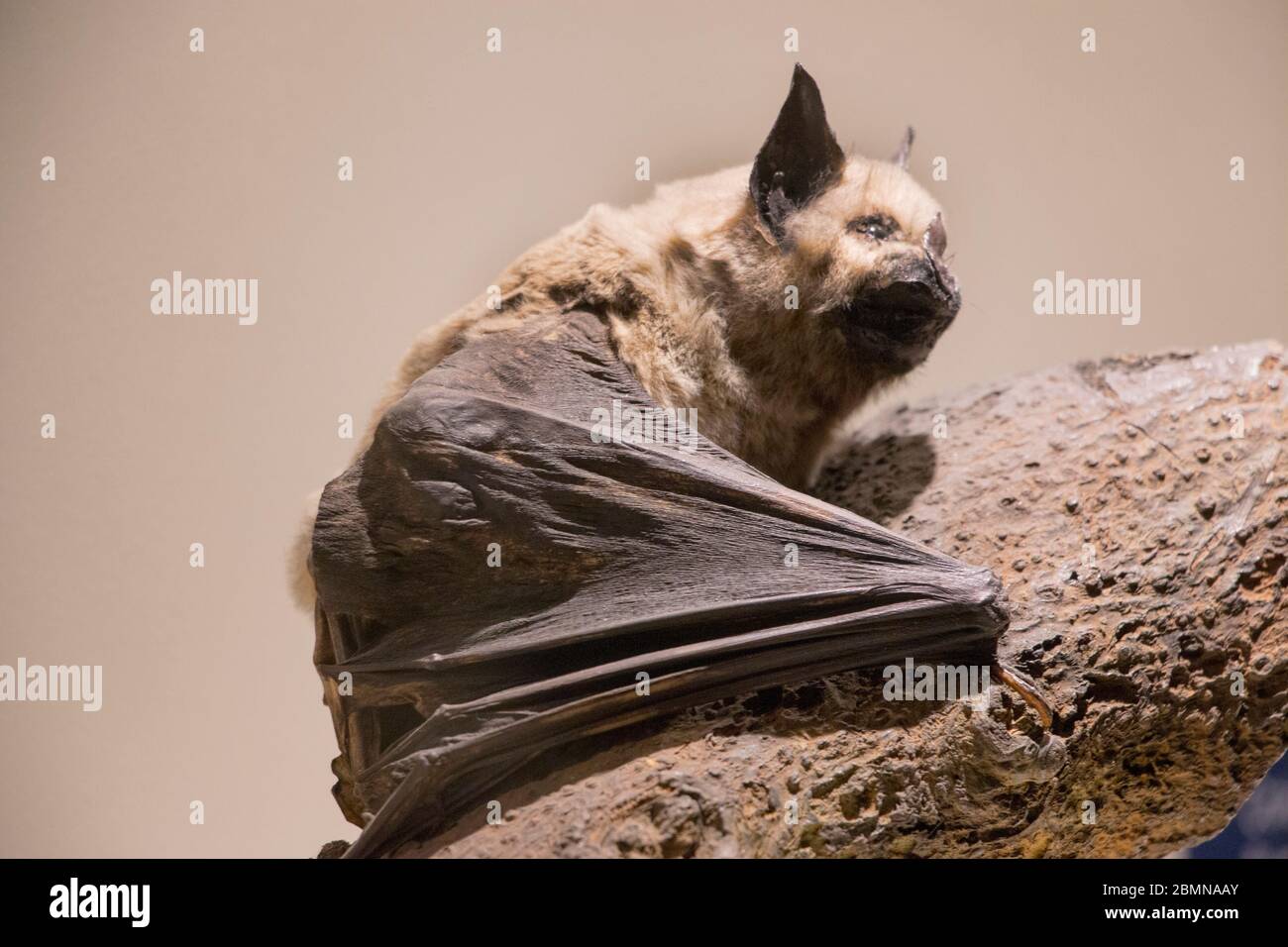Horseshoe Bat, lying on stump Stock Photo - Alamy