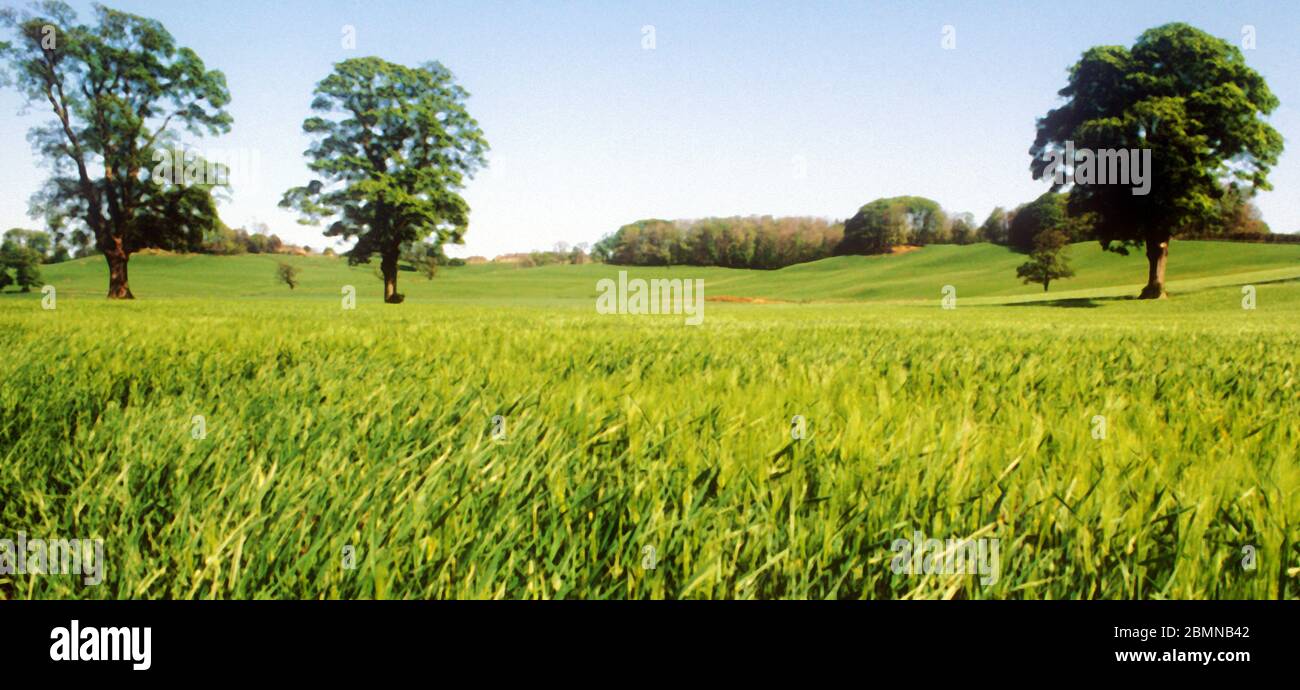 A late 18C Capability Brown designed landscape at Alnwick Castle, with ...