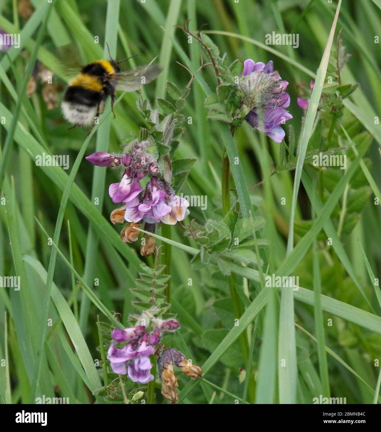 Magheralin hi-res stock photography and images - Alamy