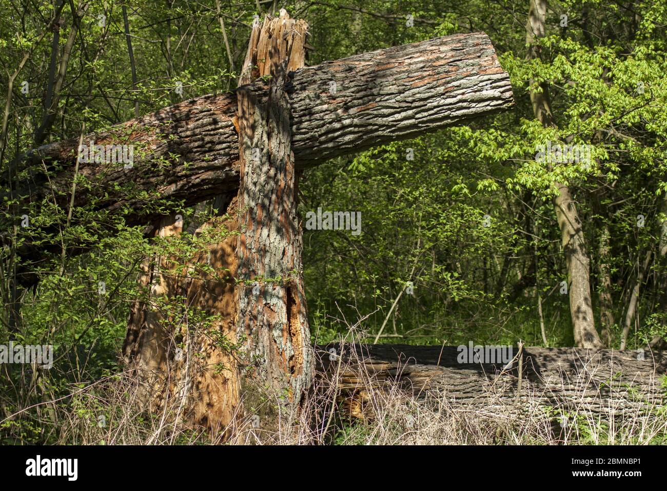 Broken huge tree damaged by lightning and knocked down on the road ...