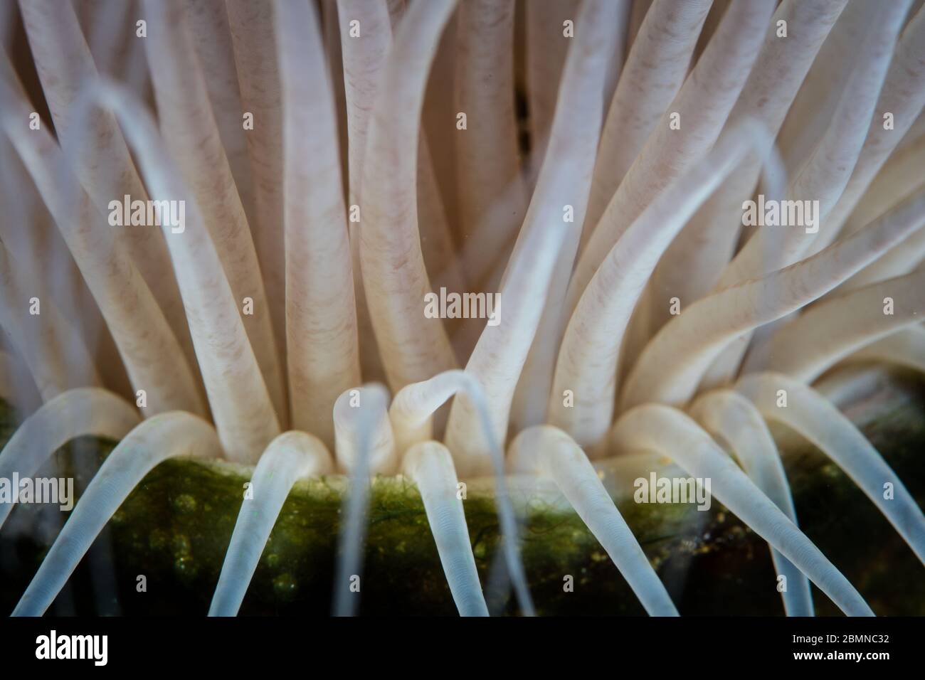 Anemone tentacles texture hi-res stock photography and images - Alamy