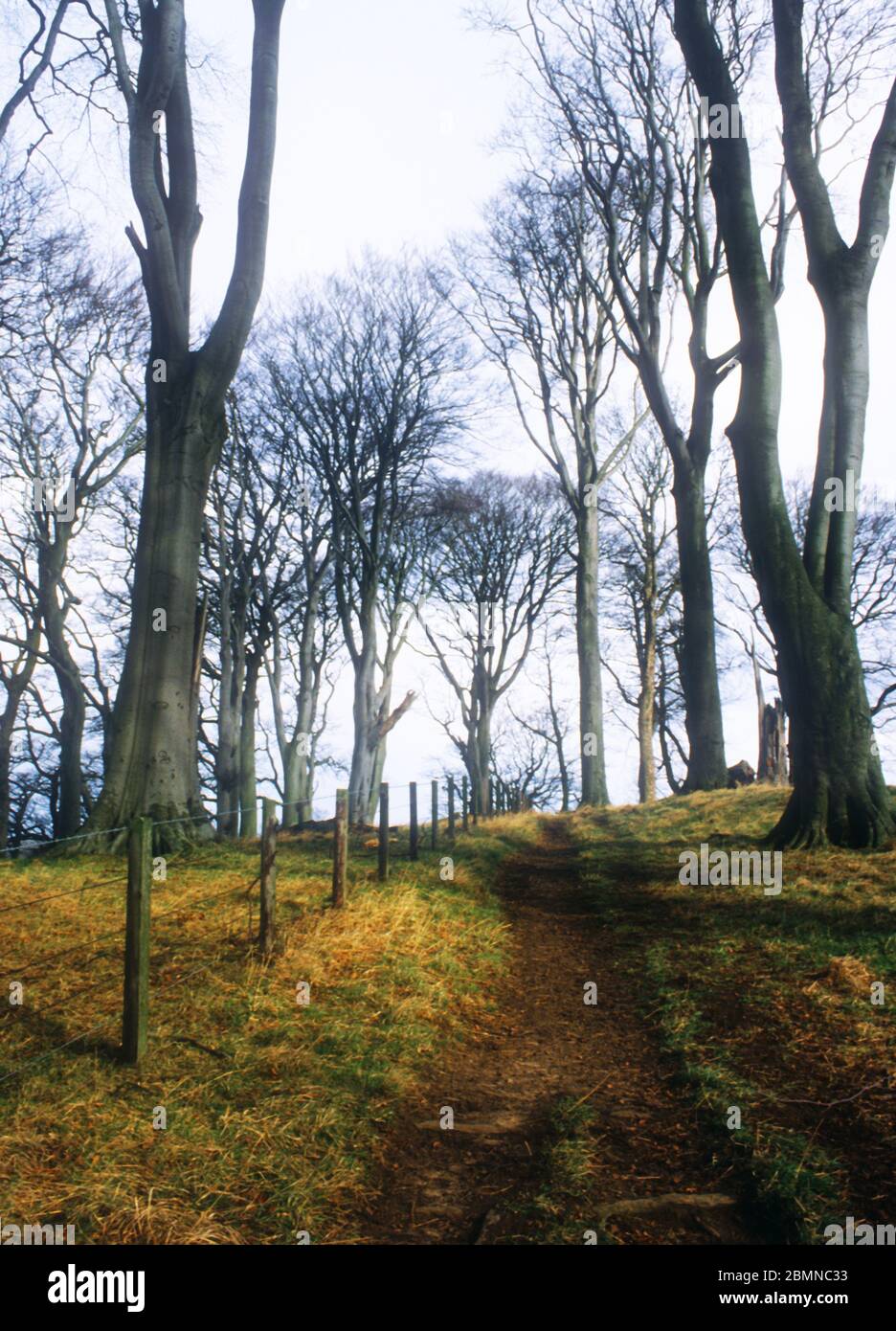 Silver beech trees hi-res stock photography and images - Alamy