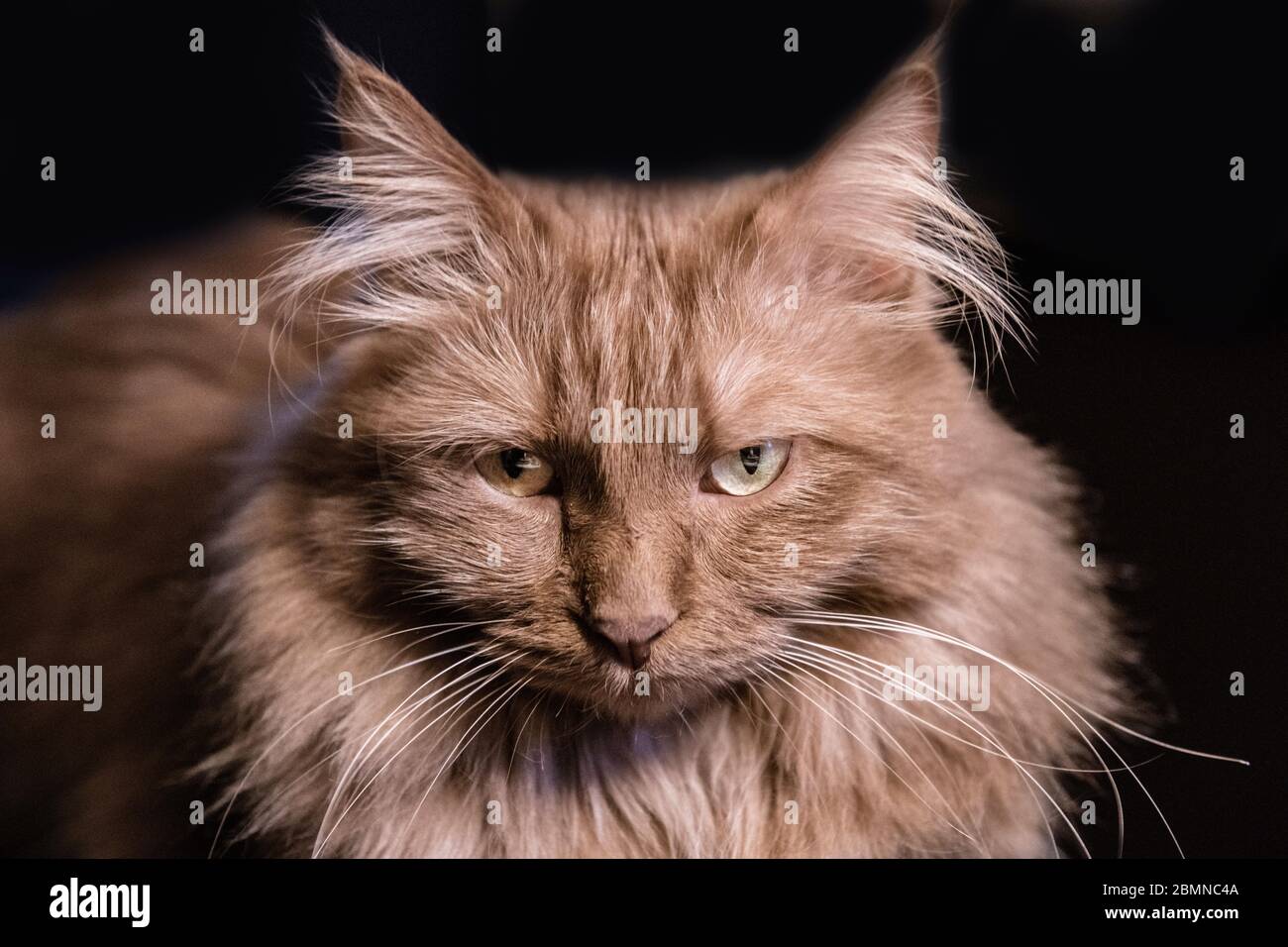 A pensive cat - a munchkin rare breed looking pensive inside Stock ...